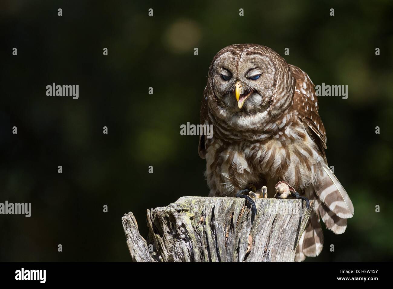 Owls eating prey hi-res stock photography and images - Alamy