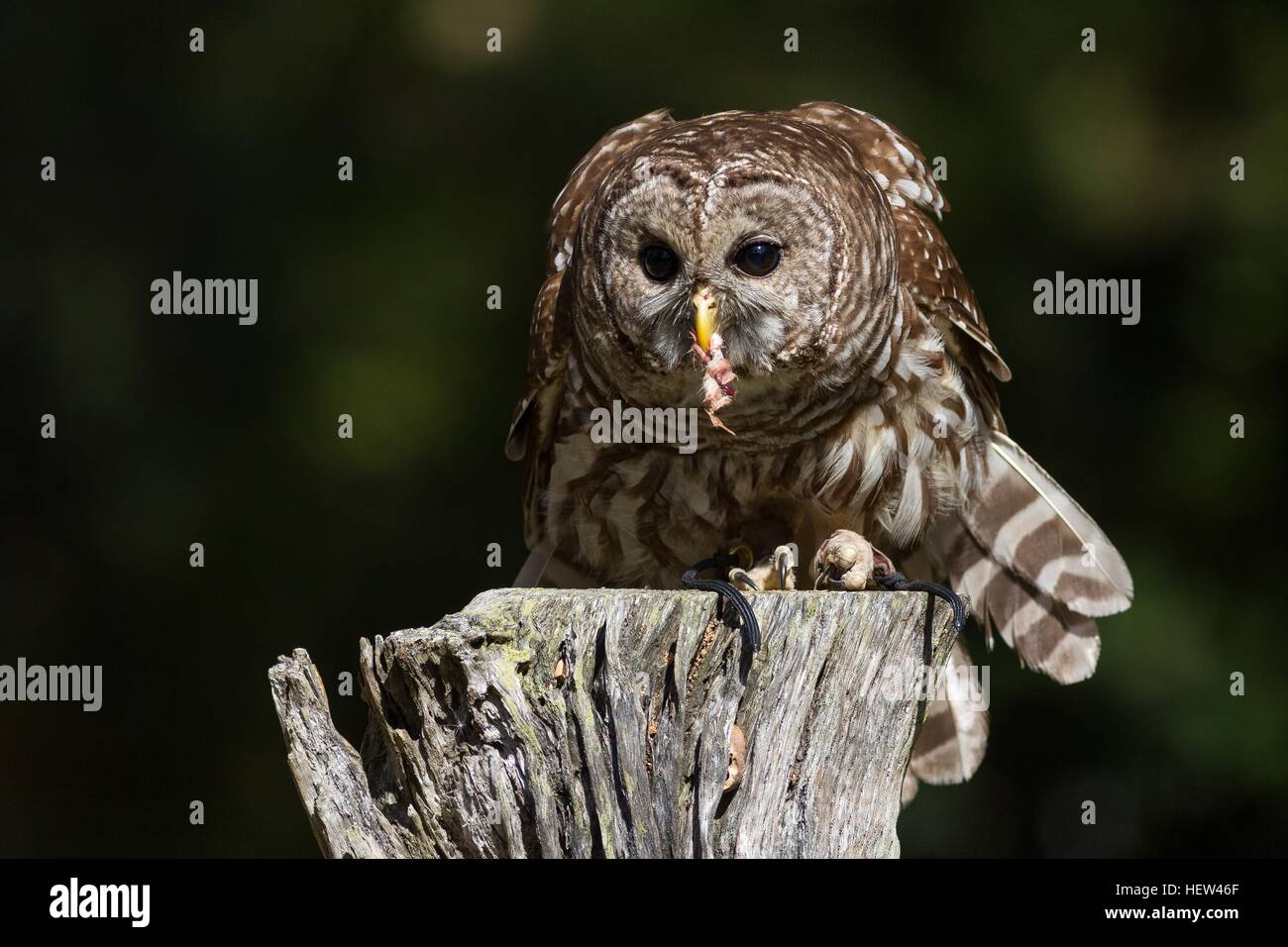 Barred owl eating prey at the Center for Birds of Prey November 15 ...