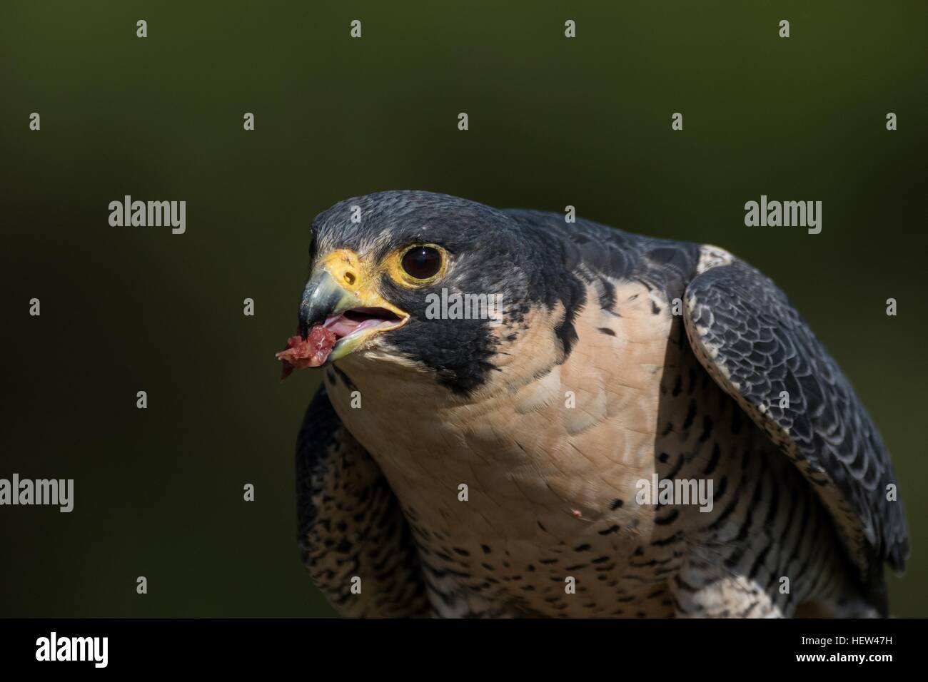 Peregrine Falcon eating prey at the Center for Birds of Prey November ...