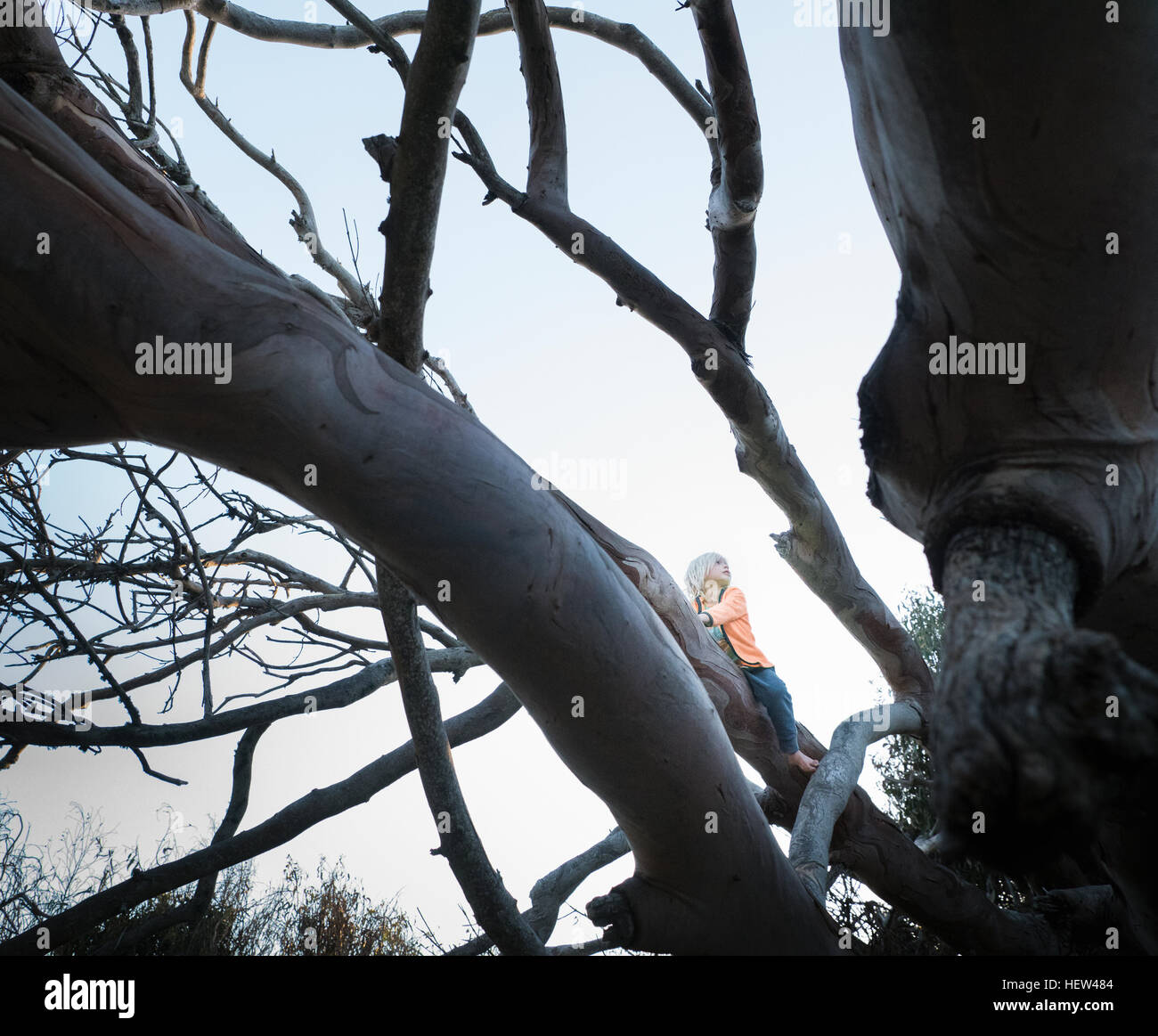 Boy sitting in tree looking away Stock Photo - Alamy