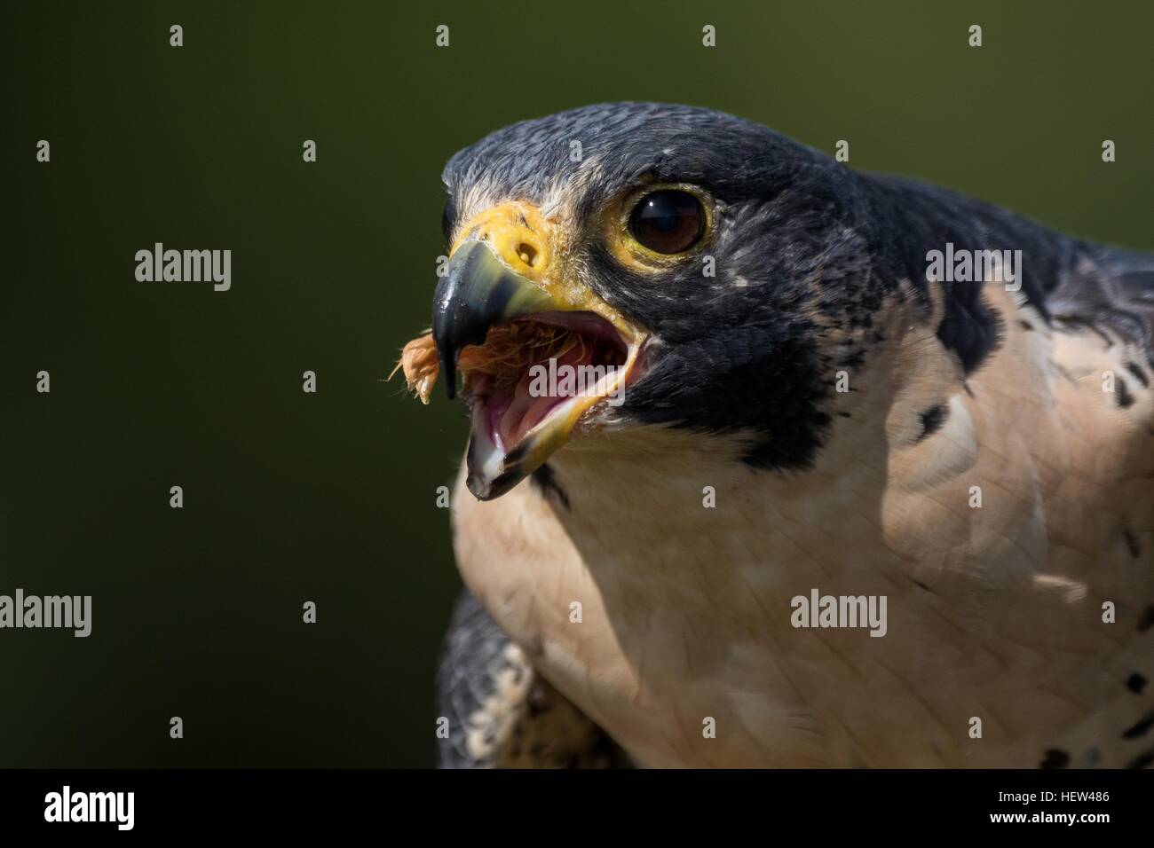 Peregrine Falcon eating prey at the Center for Birds of Prey November ...