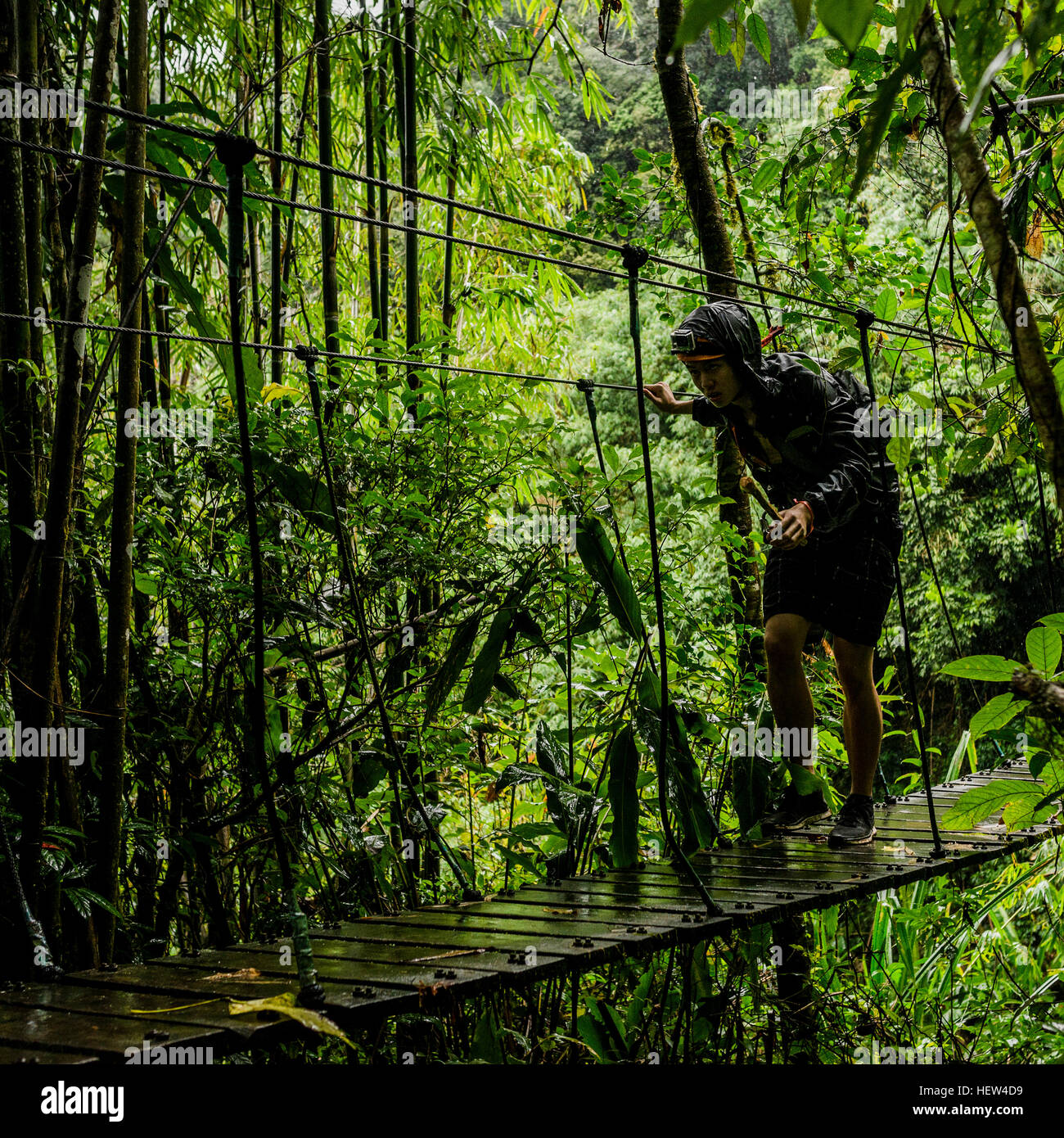 Man crossing rope bridge in forest, Ban Nongluang, Champassak province ...