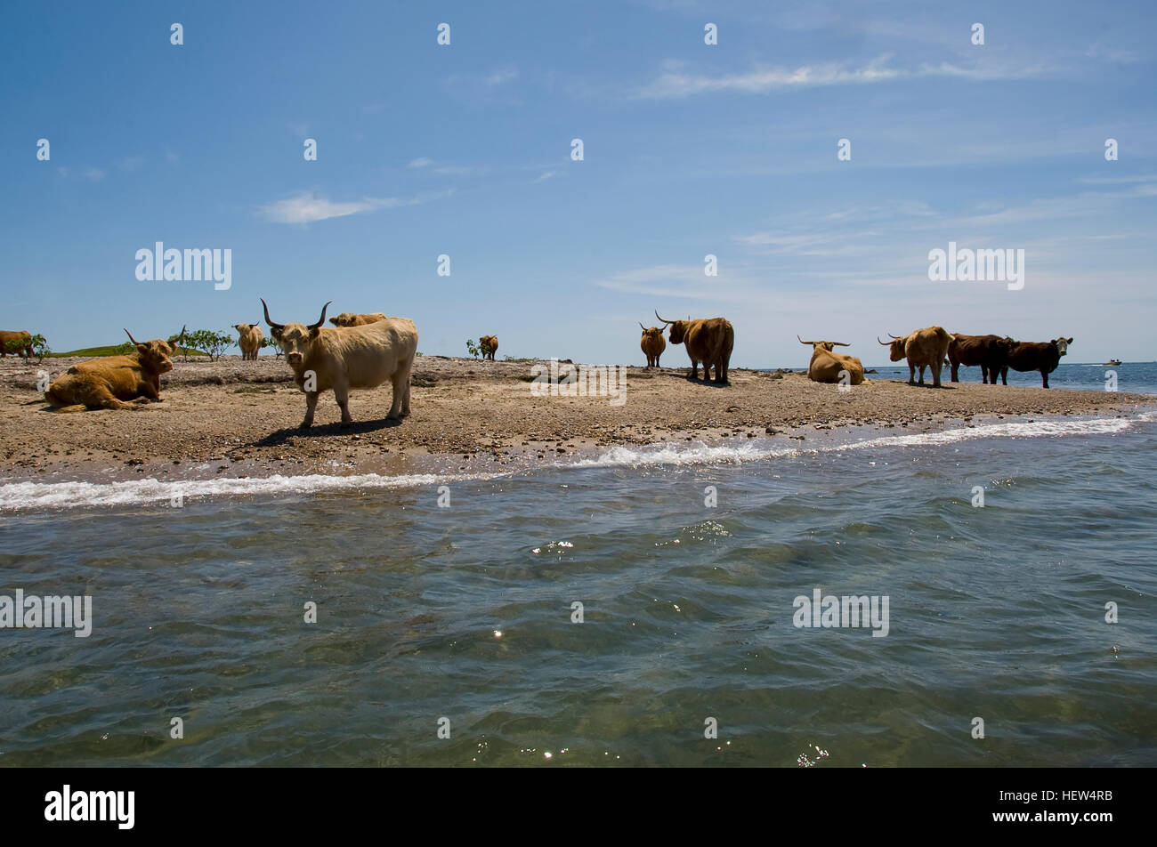 Herd of Highland cattle on shoreline, Elizabeth Islands, Massachusetts ...