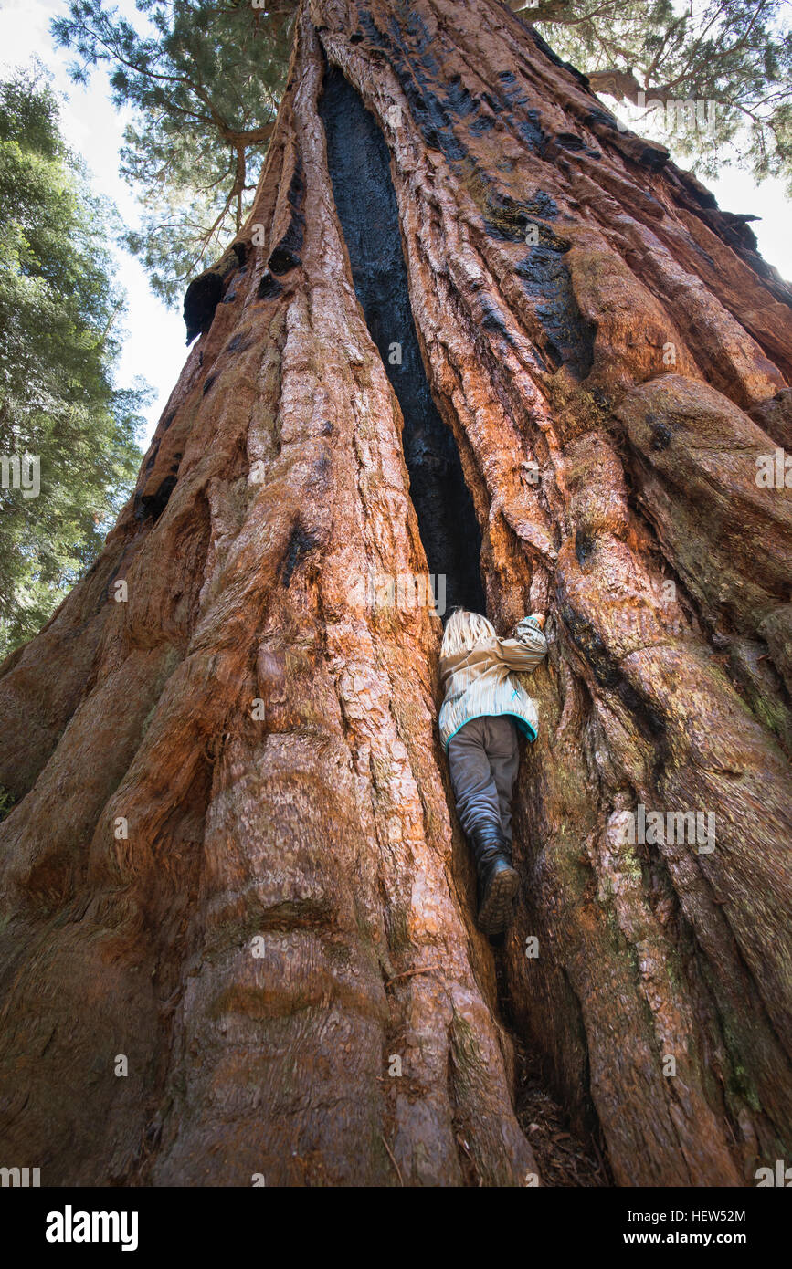 Sequoia National Park Young Tree High Resolution Stock Photography and ...