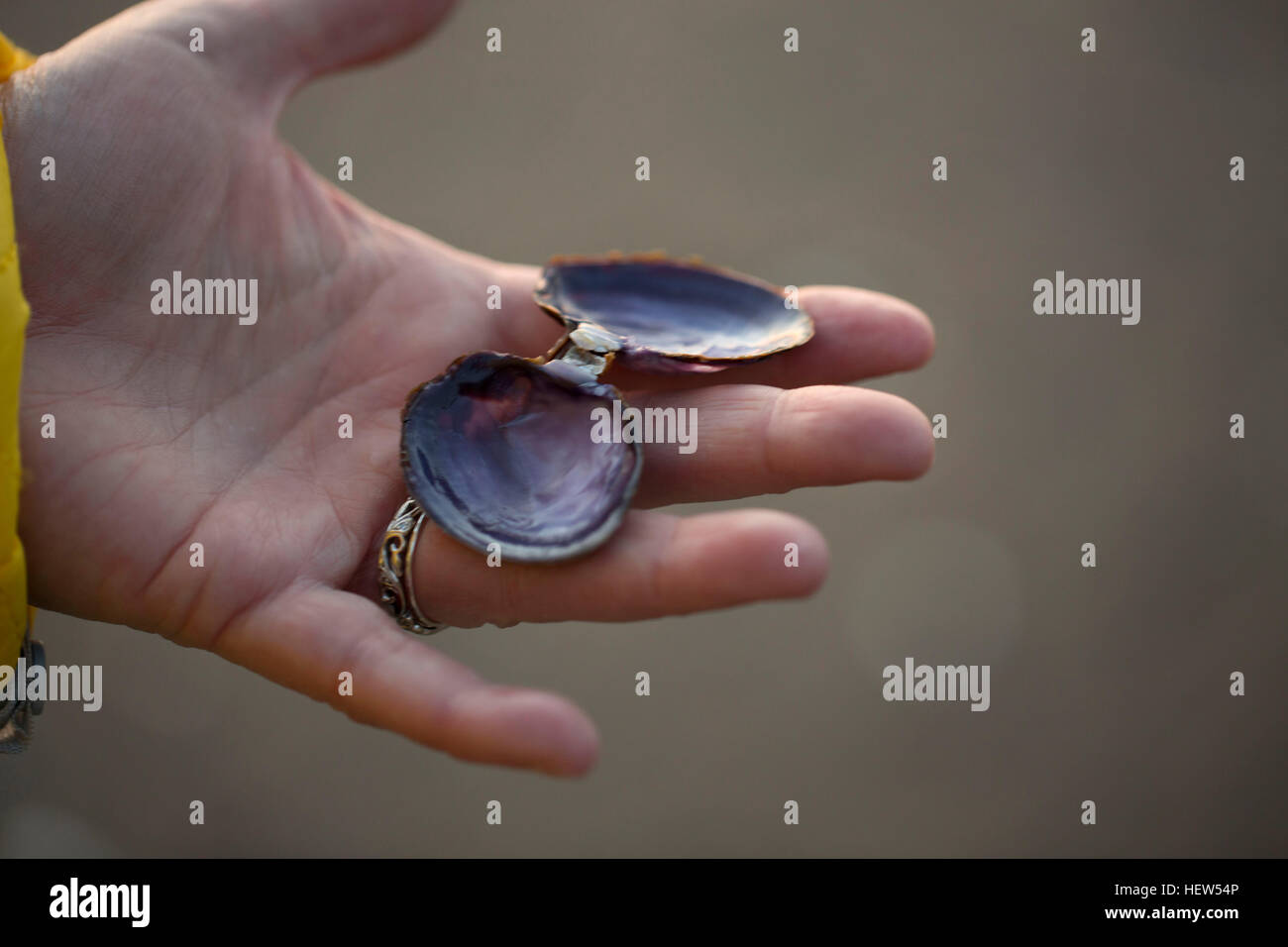 Woman holding open clam shell, close-up Stock Photo - Alamy
