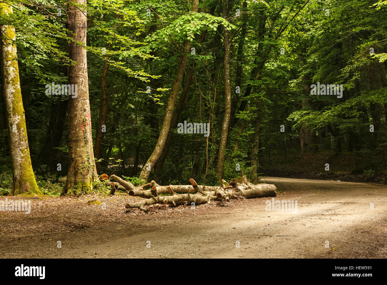 Dark mysterious pathway hi-res stock photography and images - Alamy