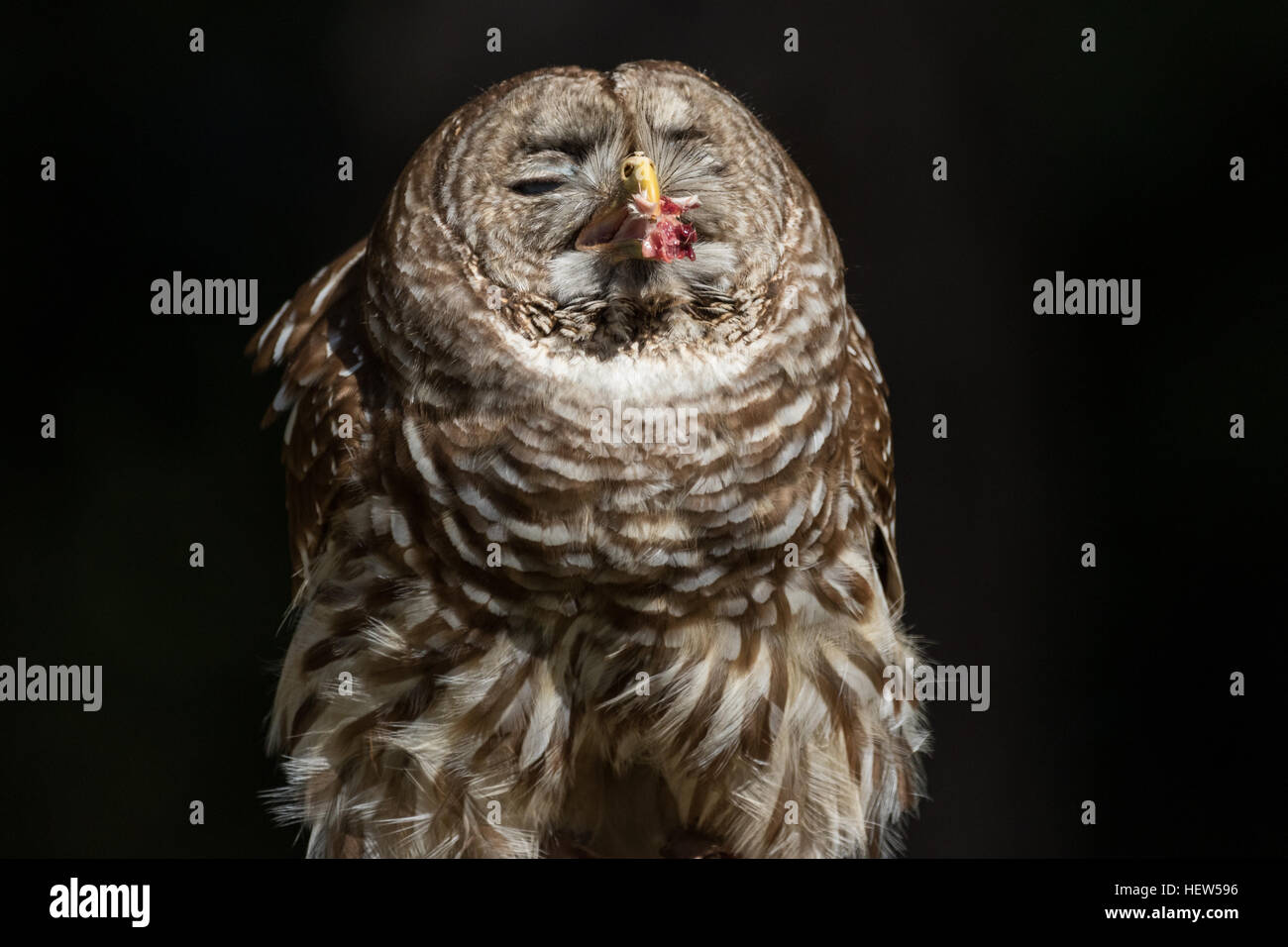 Barred owl eating prey at the Center for Birds of Prey November 15 ...