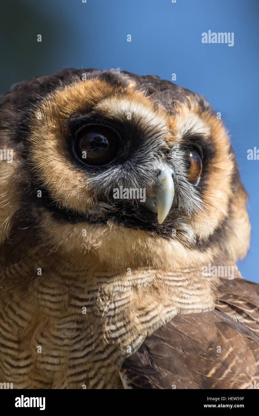 Wood owl hi-res stock photography and images - Alamy