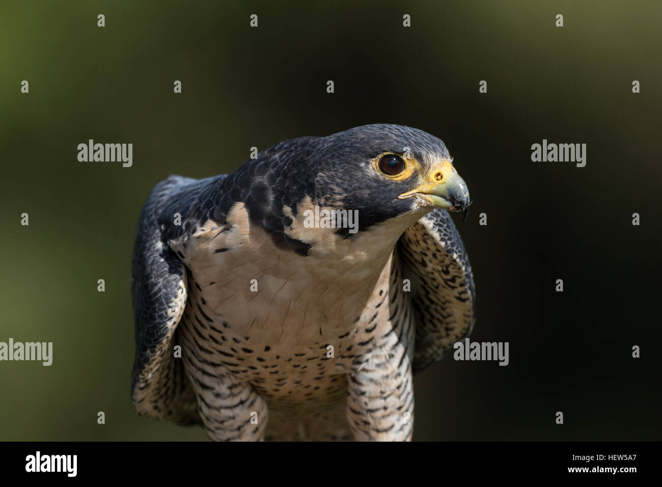 Carolina raptor center hi-res stock photography and images - Alamy
