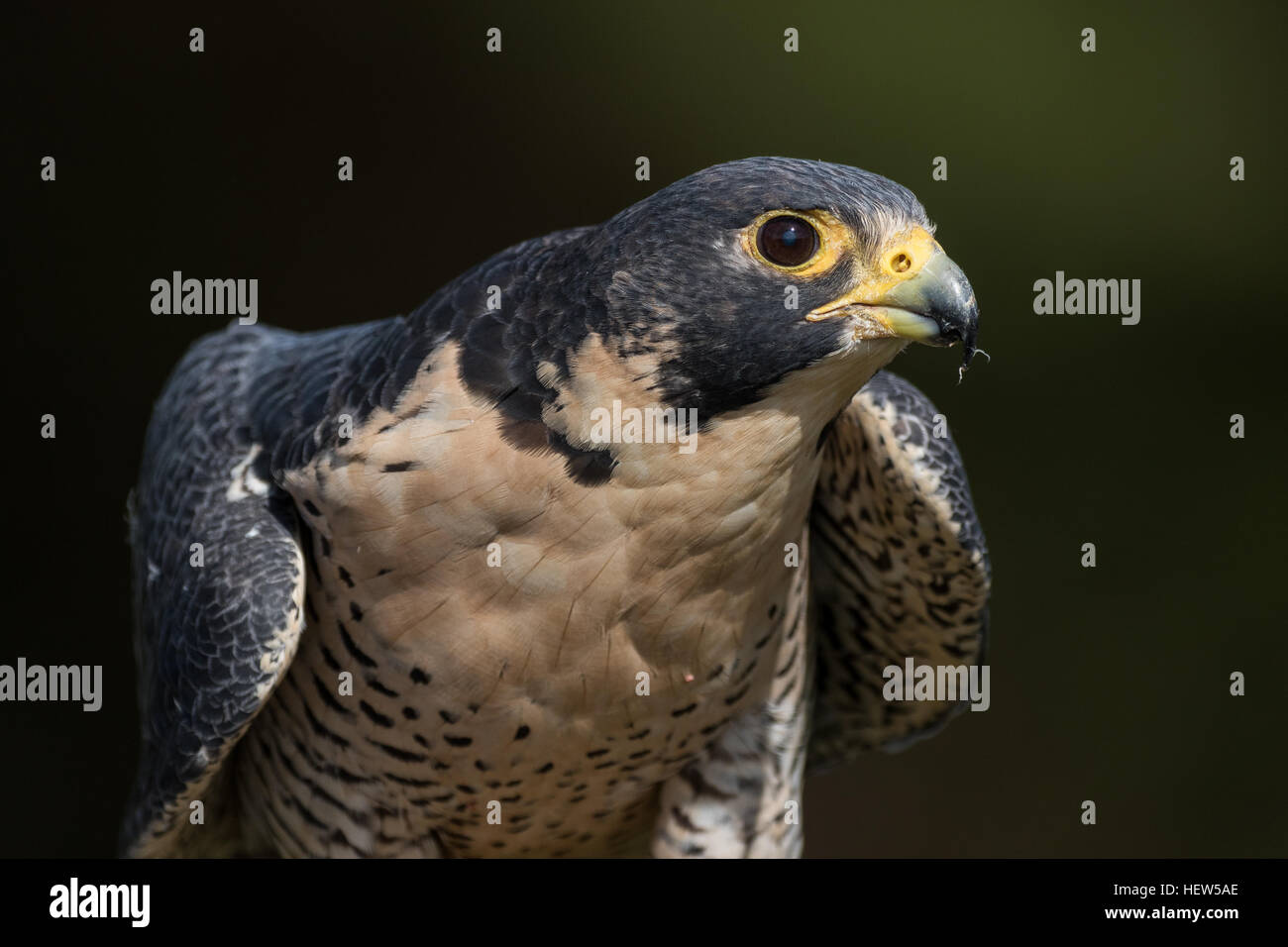 Peregrine Falcon at the Center for Birds of Prey November 15, 2015 in ...