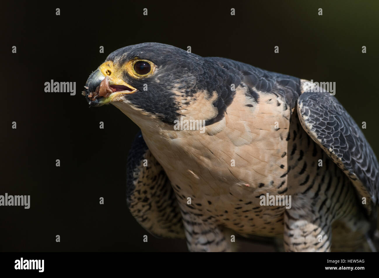 Peregrine falcon as prey hi-res stock photography and images - Alamy