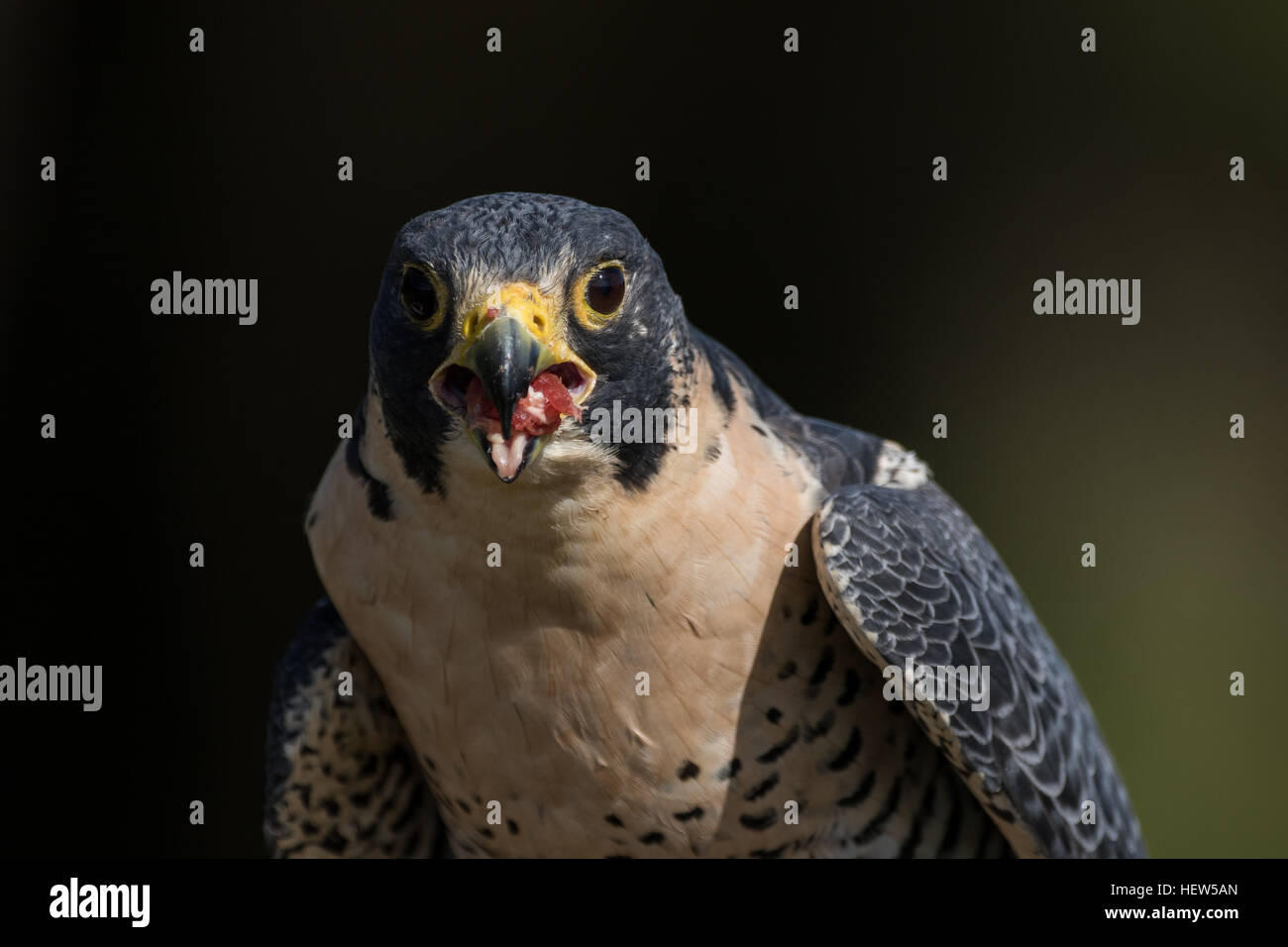 Peregrine Falcon eating prey at the Center for Birds of Prey November ...