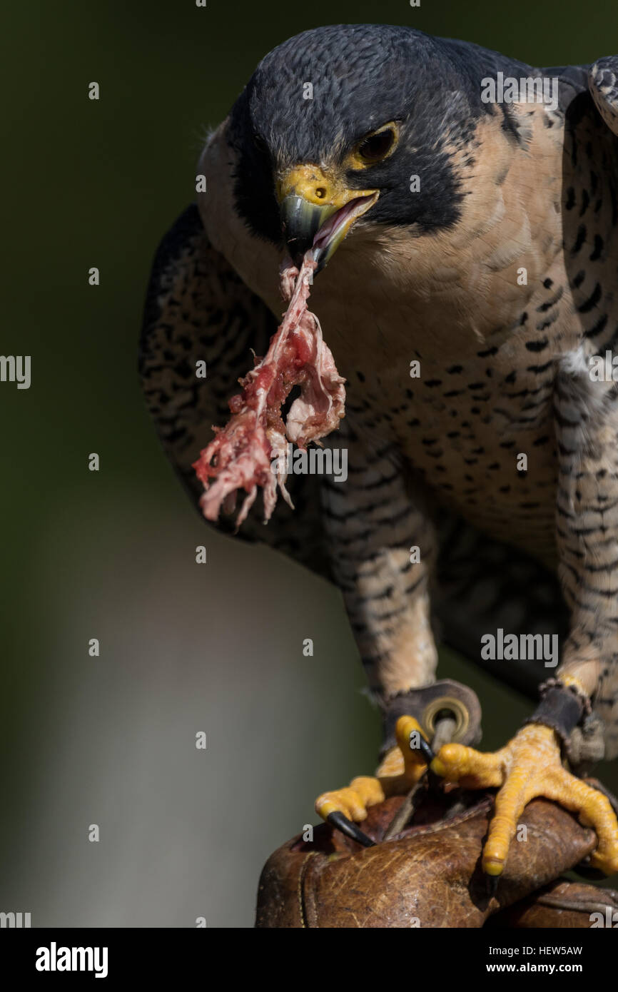 Peregrine Falcon tears apart prey at the Center for Birds of Prey ...
