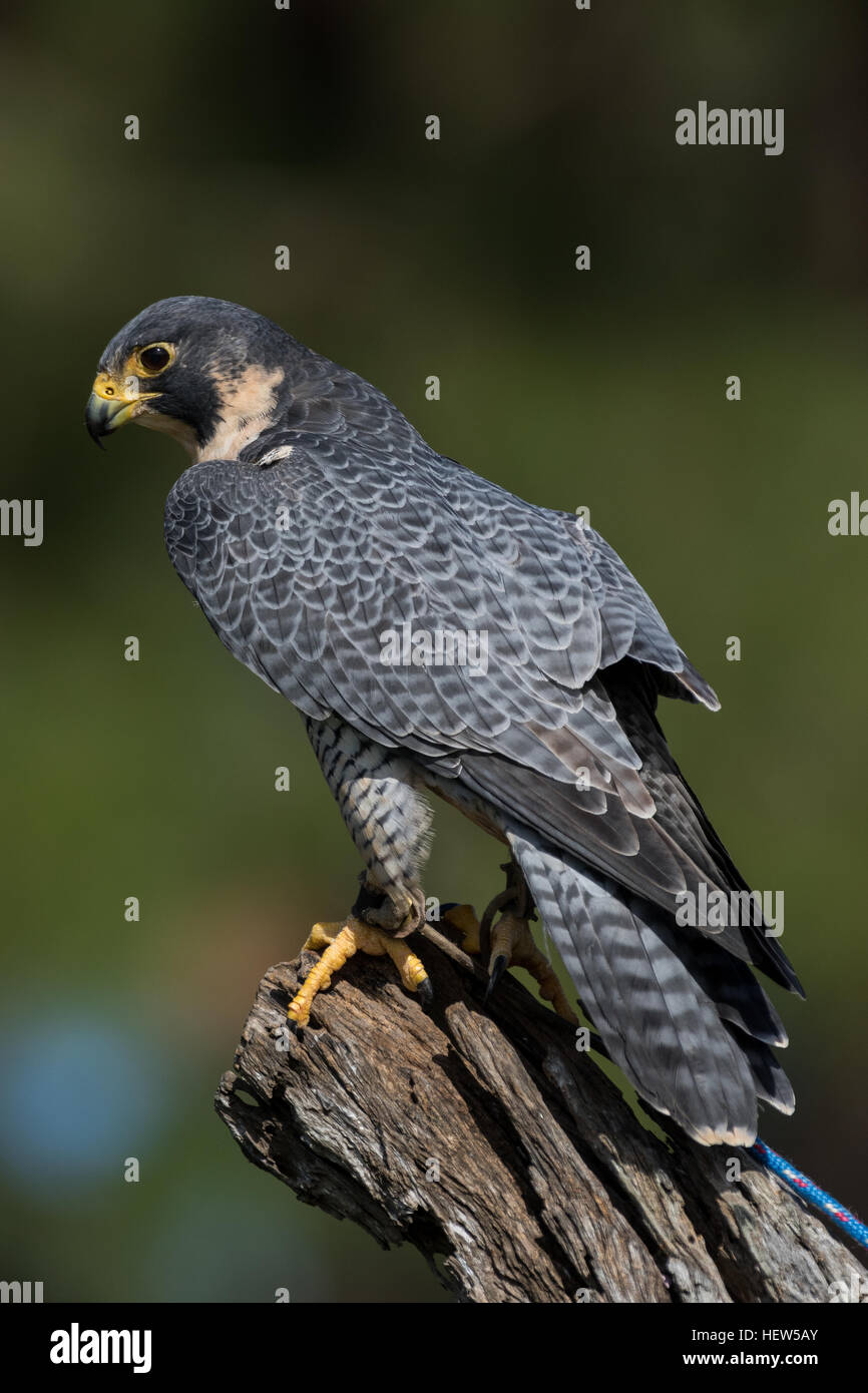 Peregrine Falcon on a tree stump at the Center for Birds of Prey ...