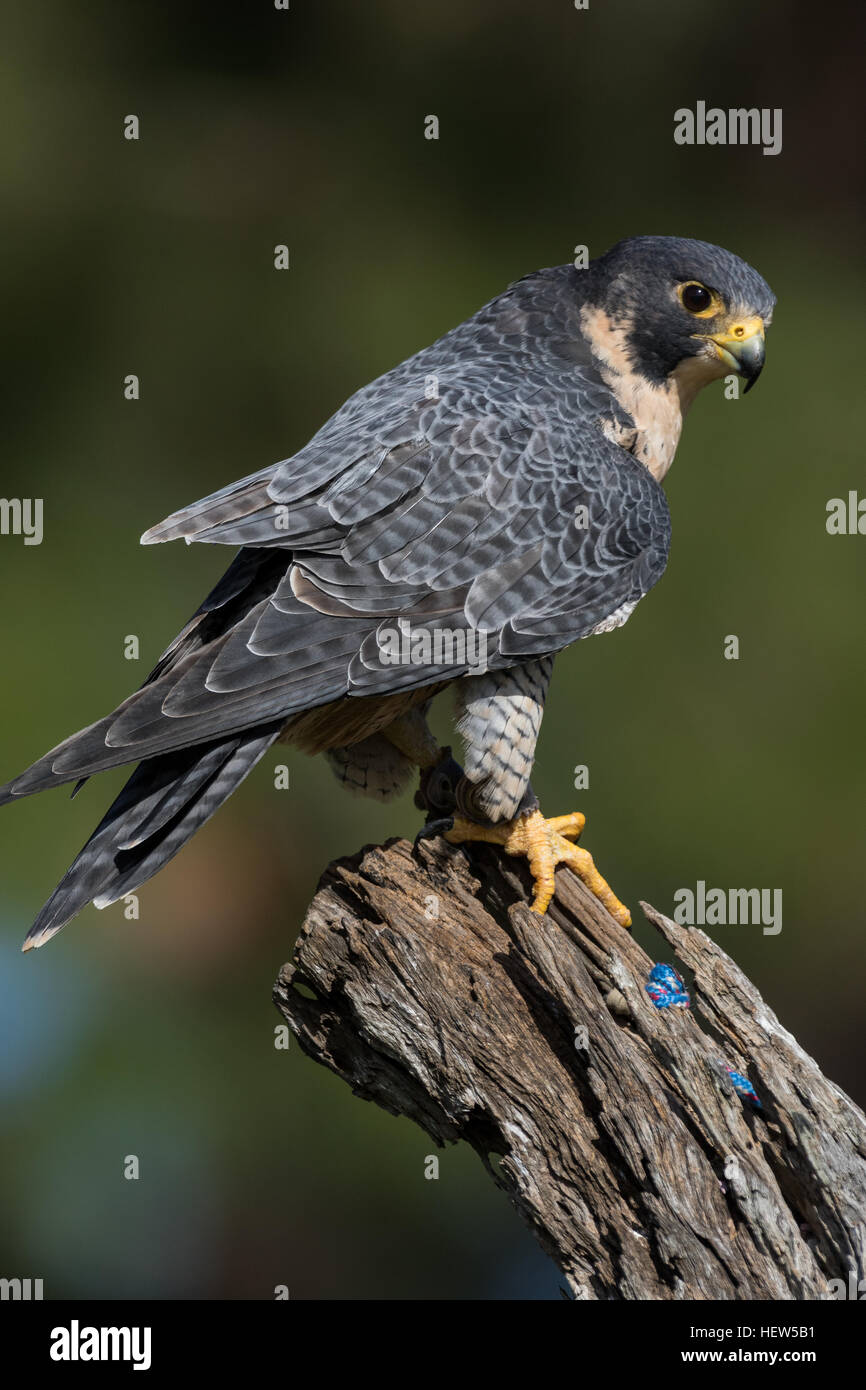 Peregrine falcon in tree hi-res stock photography and images - Alamy