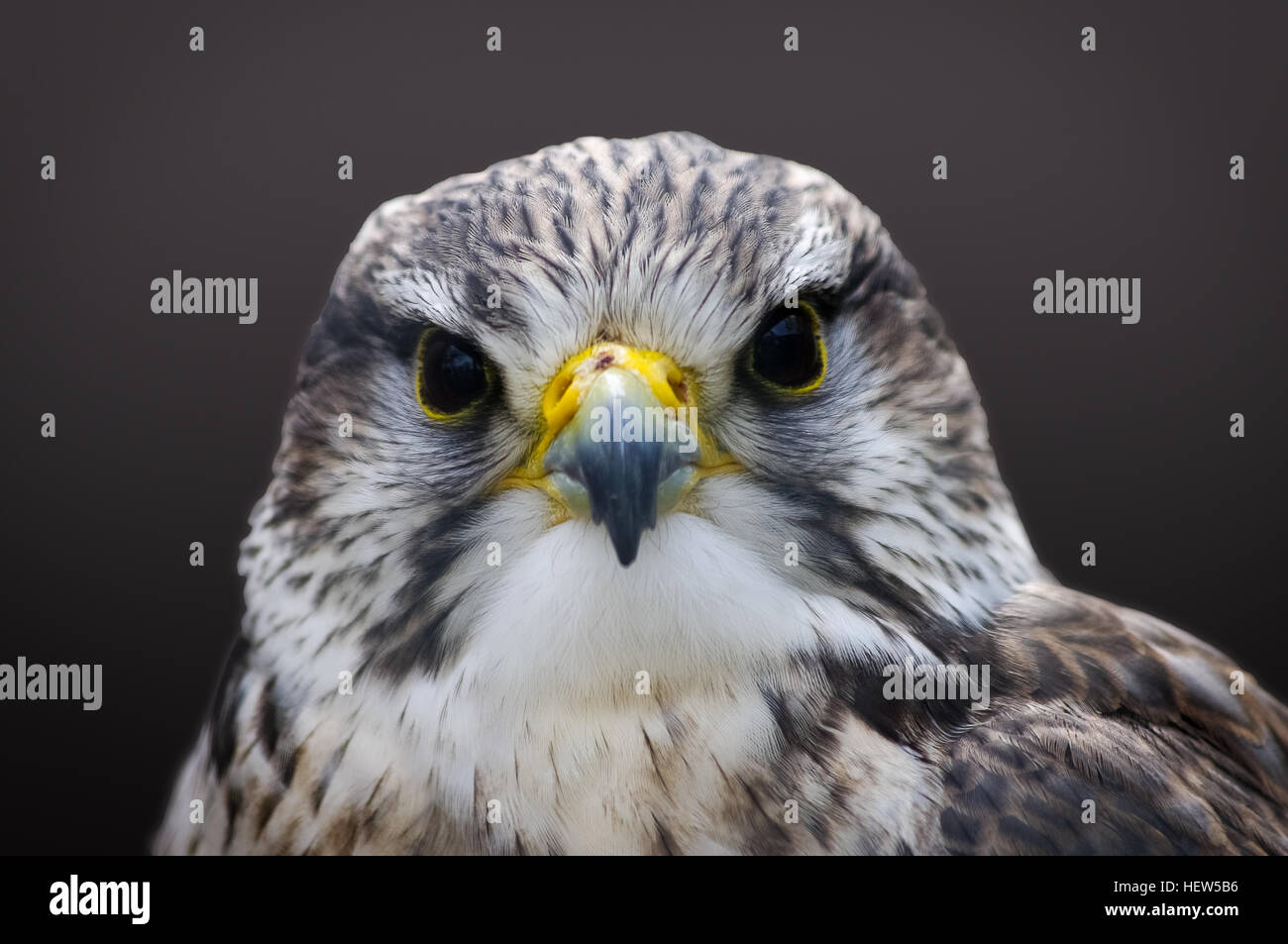 Close head shot of Saker falcon filling the frame, facing the camera ...