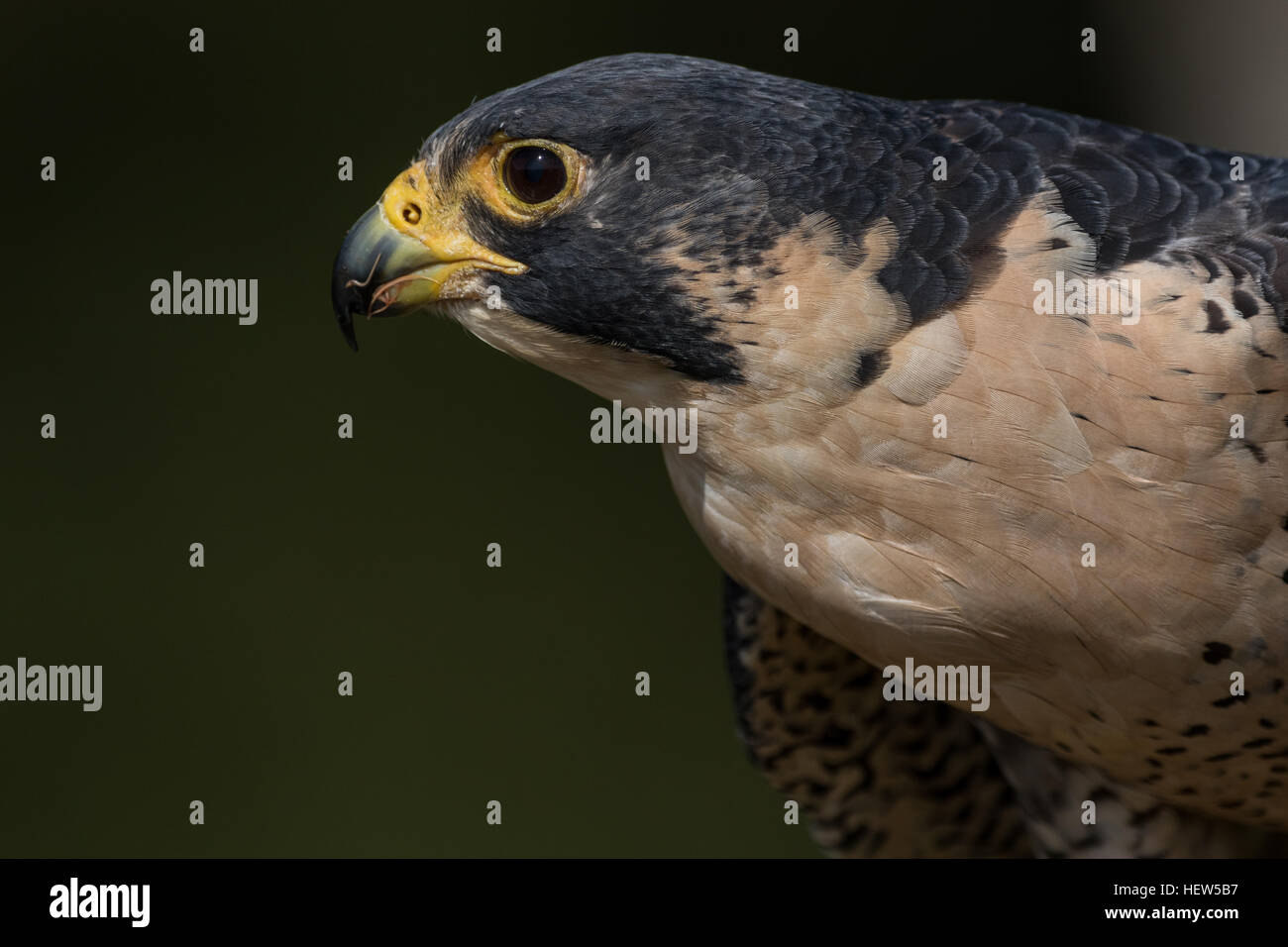 Peregrine Falcon in profile at the Center for Birds of Prey November 15 ...