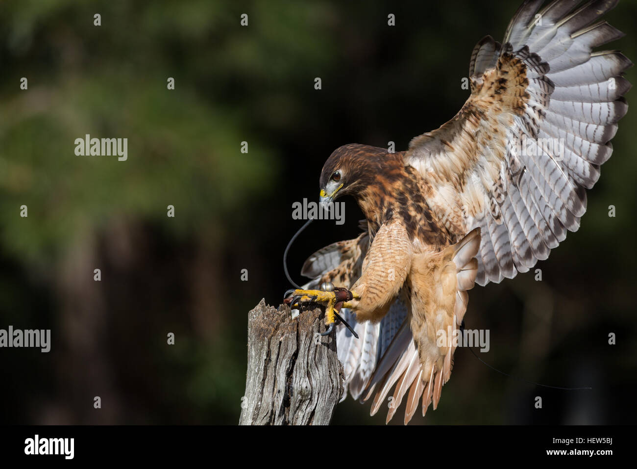 Red tailed hawk landing on a tree branch at the Center for Birds of ...