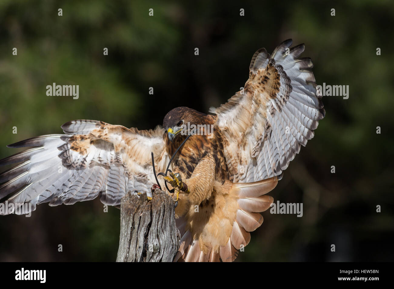 Red tailed hawk landing on a tree branch at the Center for Birds of ...