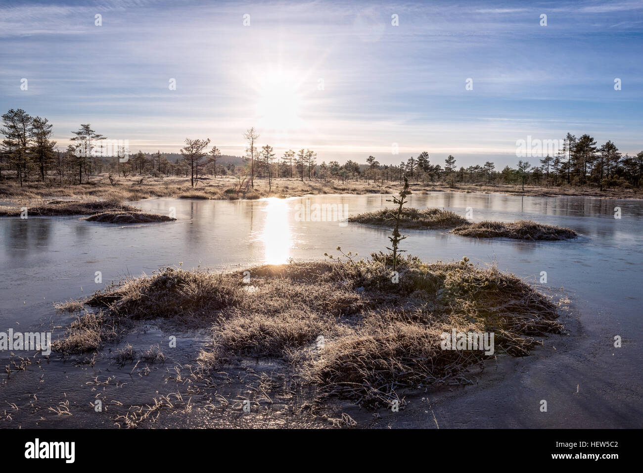 Winter in the bog Stock Photo - Alamy