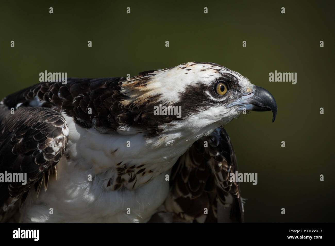 Osprey at the Center for Birds of Prey November 15, 2015 in Awendaw, SC ...