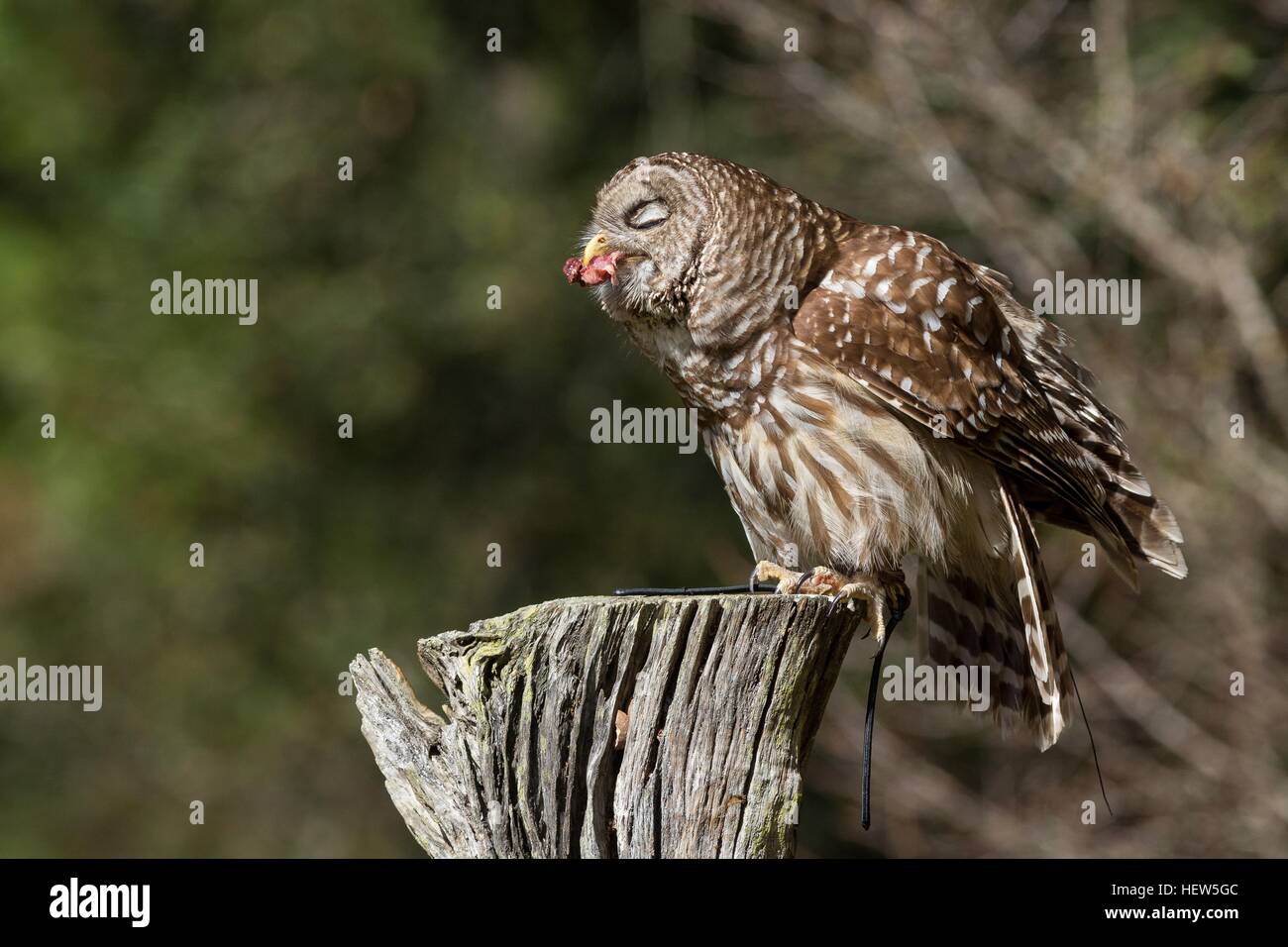 Barred owl eating prey at the Center for Birds of Prey November 15 ...