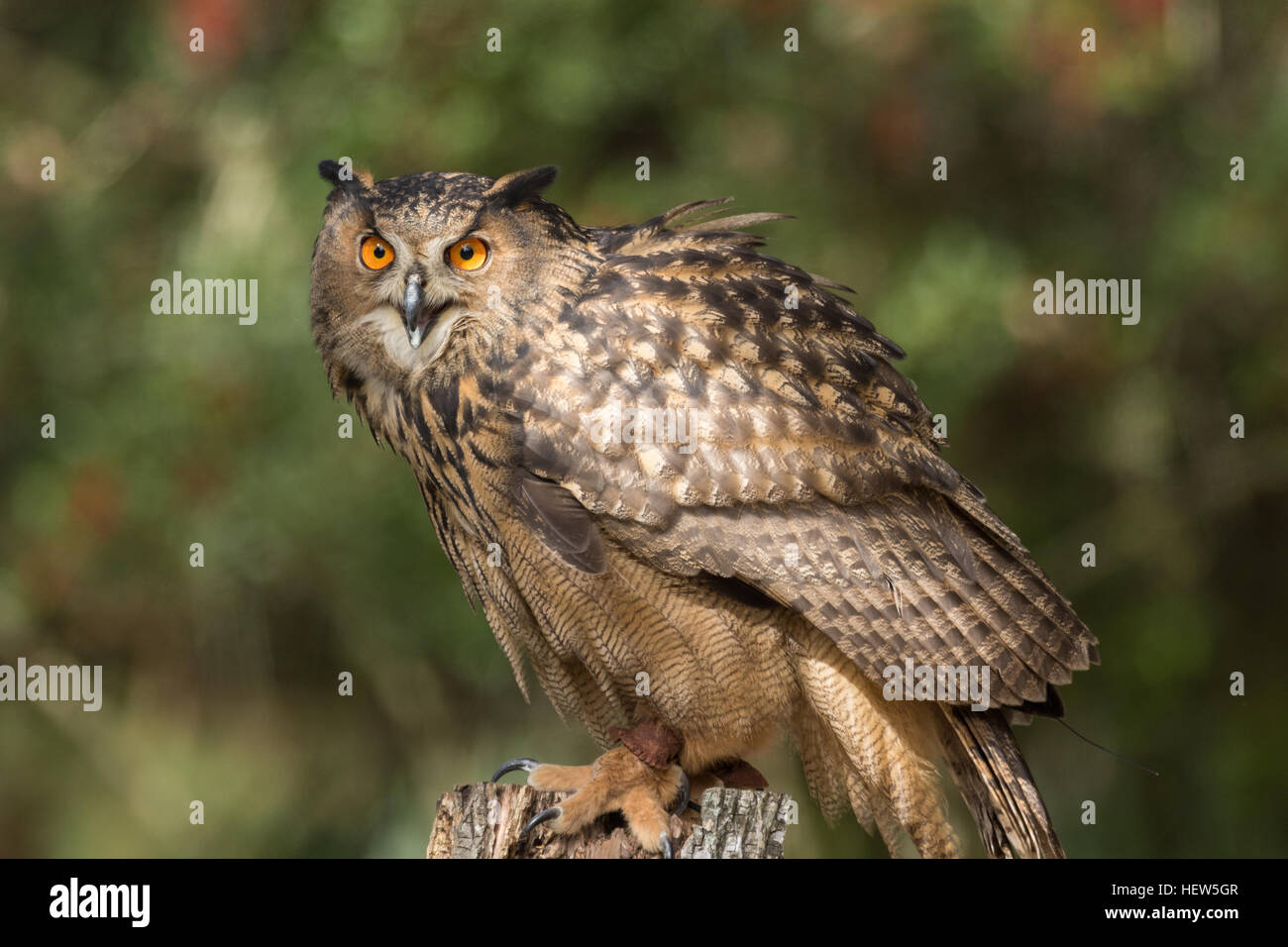 Eurasian Eagle Owl at the Center for Birds of Prey November 15, 2015 in ...