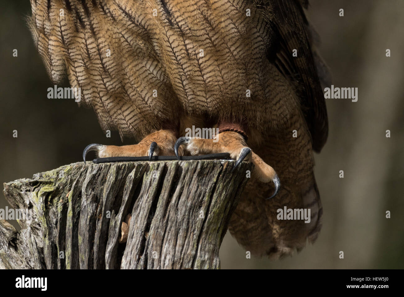 Massive talons on the Eurasian Eagle Owl at the Center for Birds of ...