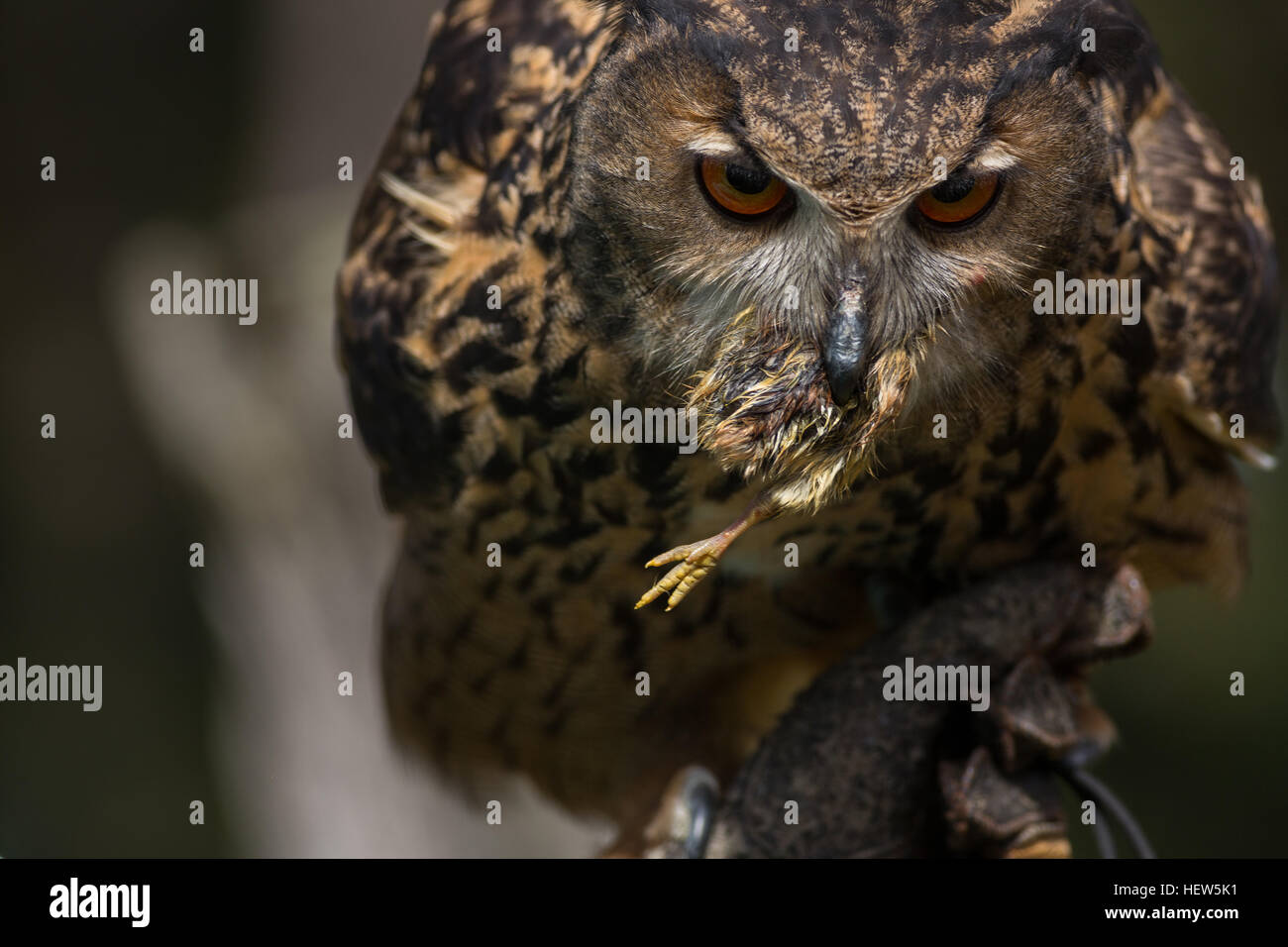 Eurasian Eagle Owl eating prey at the Center for Birds of Prey November ...