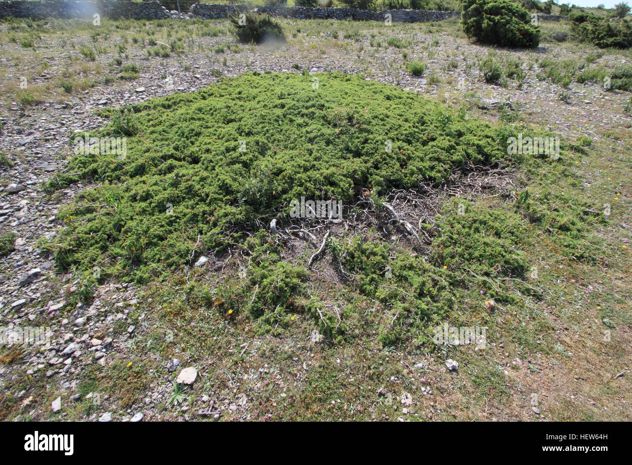 Very stunted Common Juniper (Juniperus communis) photographed at Hoburg ...