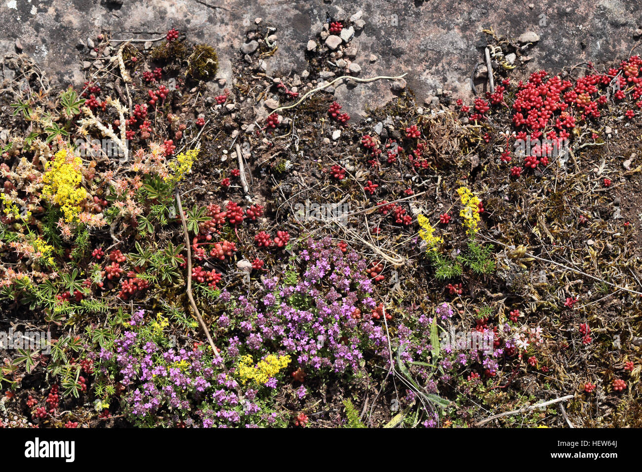 Oland great alvar plain sweden hi-res stock photography and images - Alamy