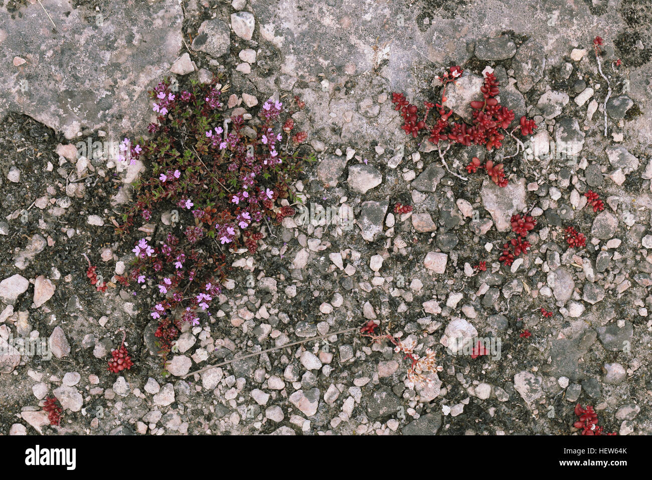 Oland Great Alvar Plain Sweden High Resolution Stock Photography and ...