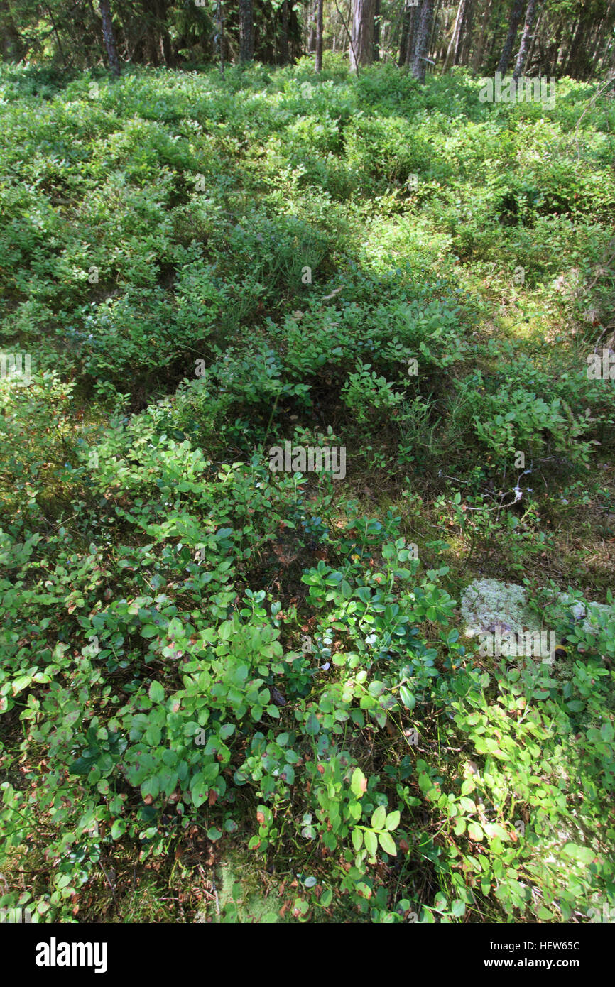 European Blueberry (Vaccinium myrtillus) plants on the forest floor ...