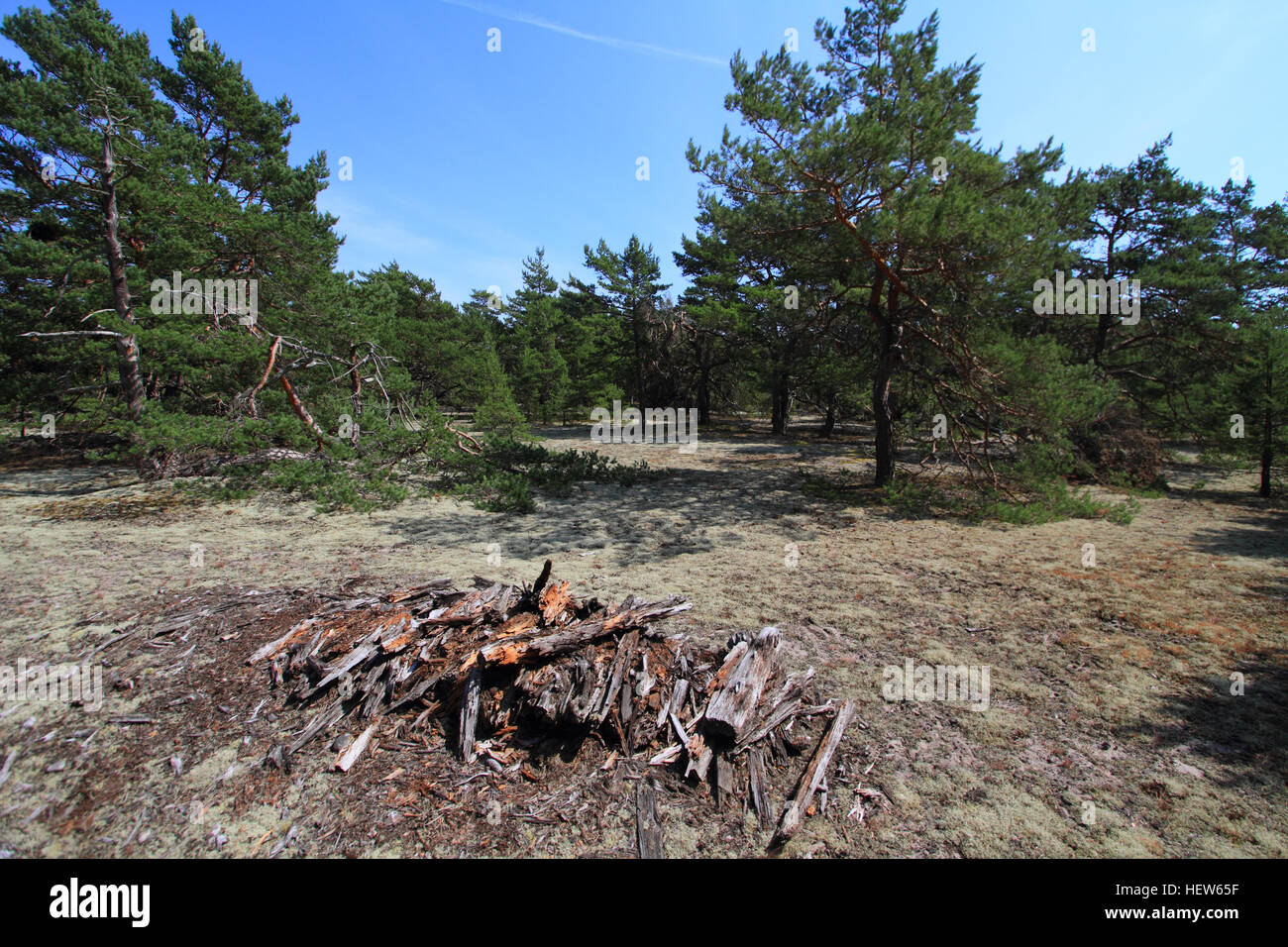 Decaying wood left on the forest floor in the dry pine forest (Pinus ...