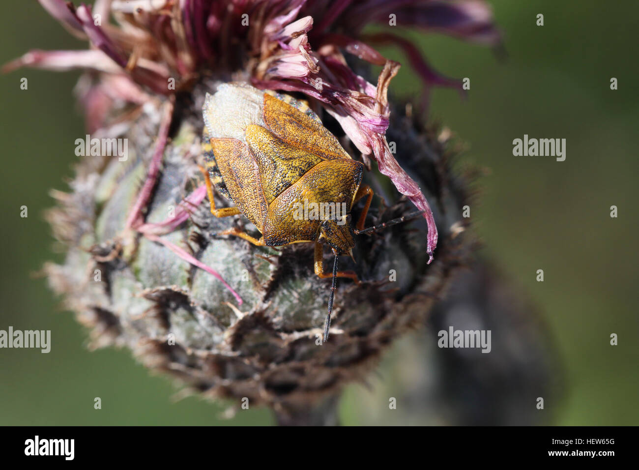 The shield bug species Carpocoris purpureipennis. Photographed on Tofta ...