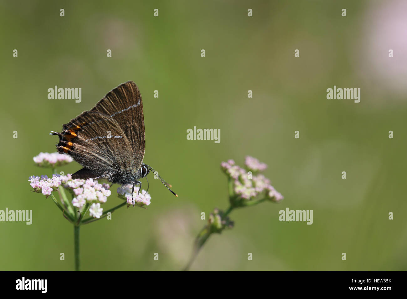 White-letter Hairstreak (Satyrium w-album) feeding. Photographed in ...