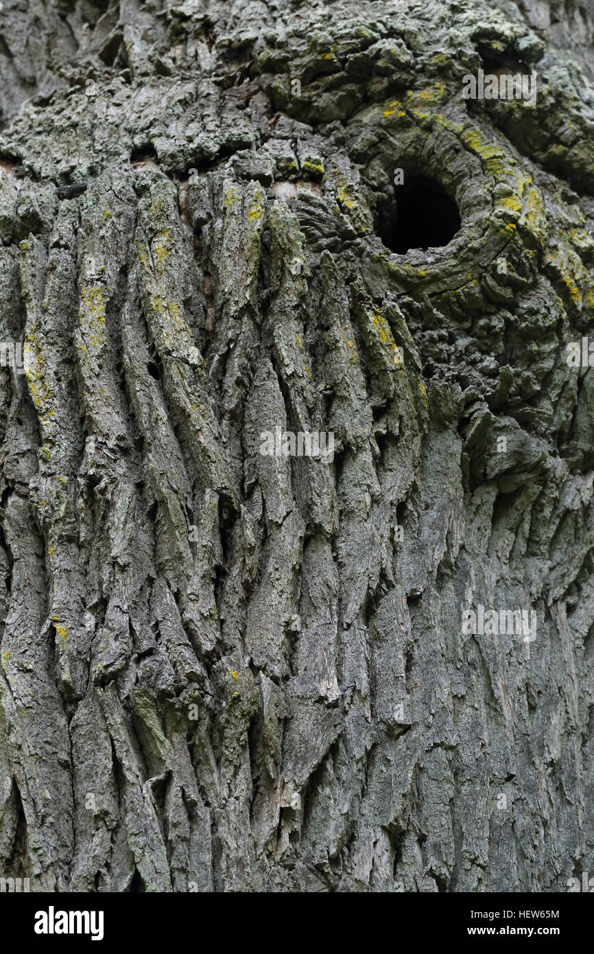 A detail of a very old oak tree (Quercus) in Halltorps Hage on Öland in ...