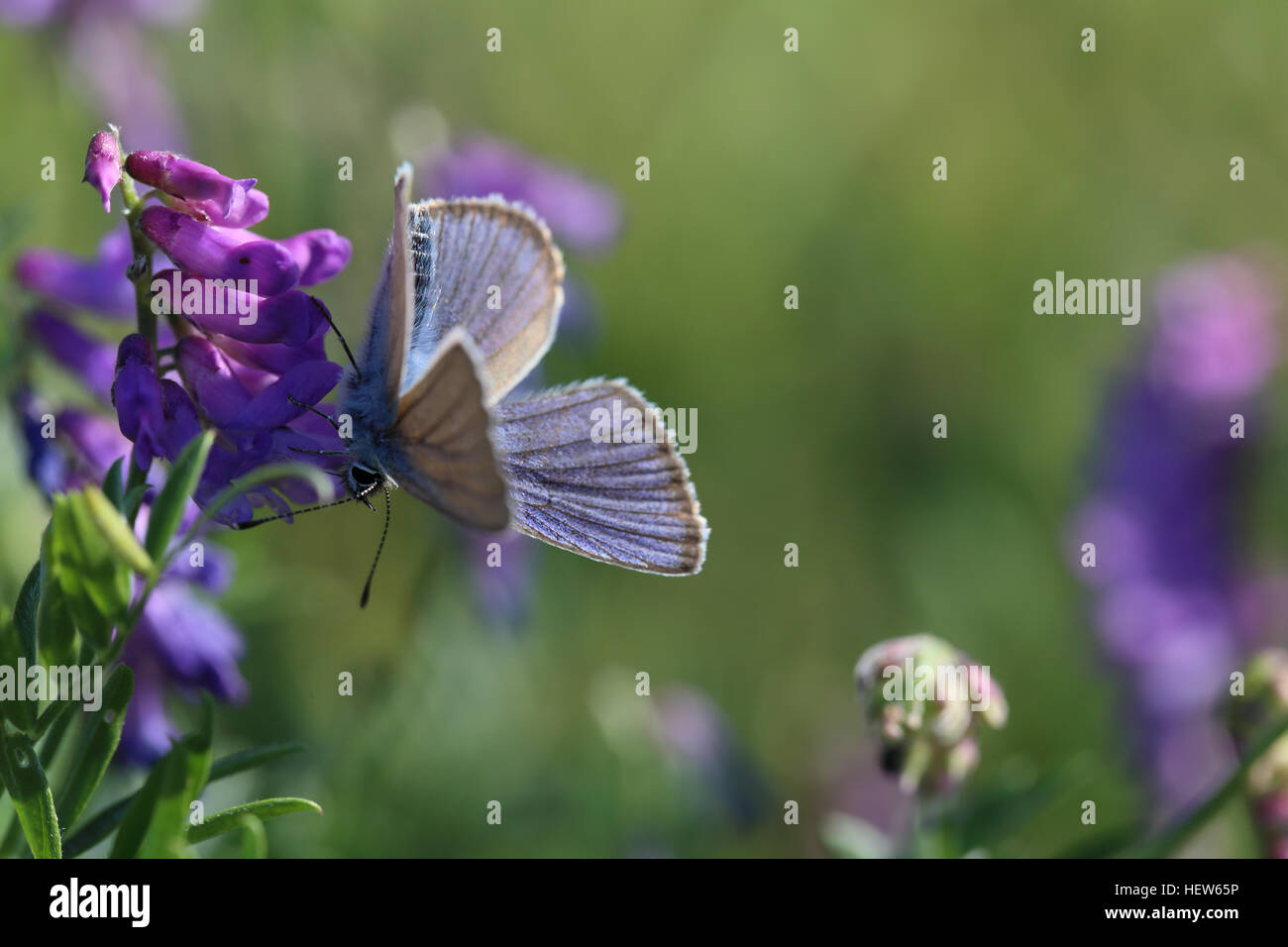 Mazarine Blue (Cyaniris semiargus) photographed on Öland, Sweden Stock ...