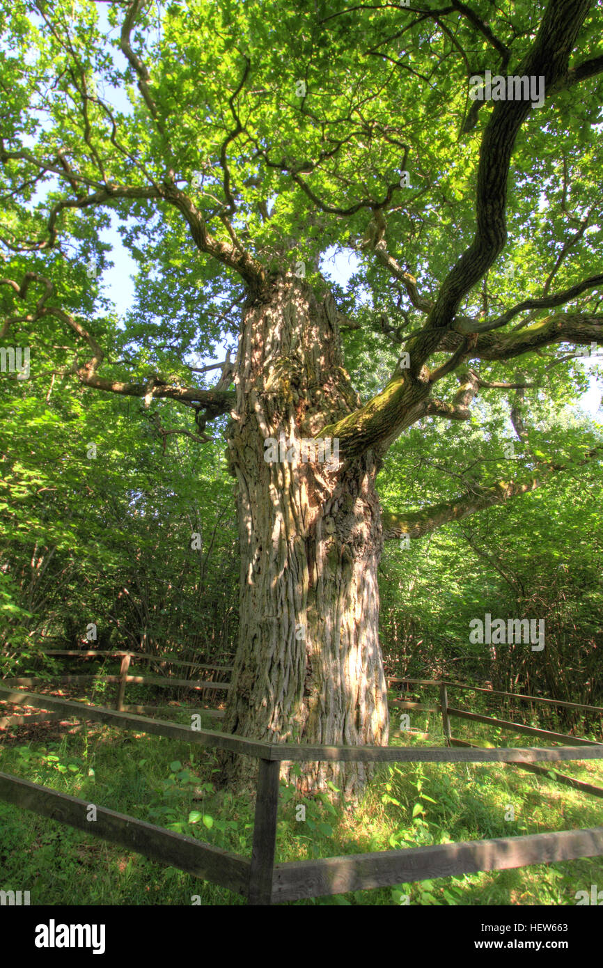 Very old oak tree (Quercus) in Halltorps Hage on Öland in Sweden. The ...