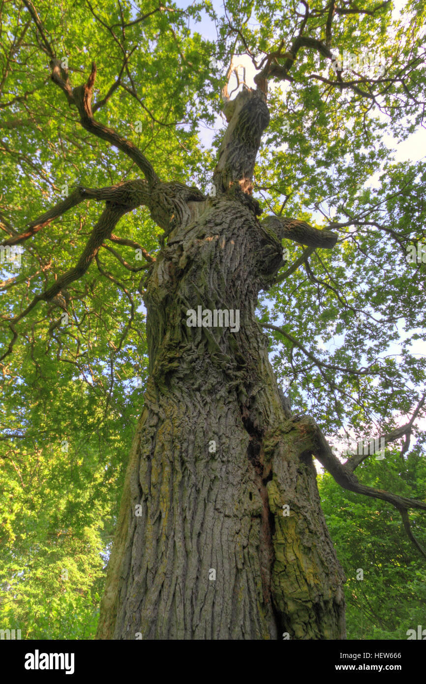 Very old oak tree (Quercus) in Halltorps Hage on Öland in Sweden. The ...