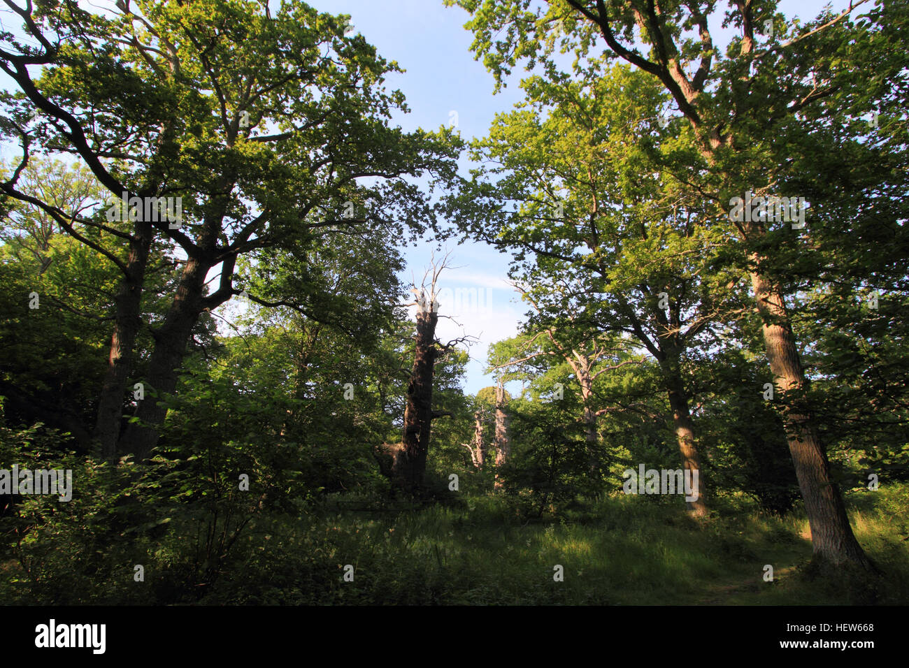 The old oak trees at Haltorps Hage on Öland in Sweden. The area houses ...