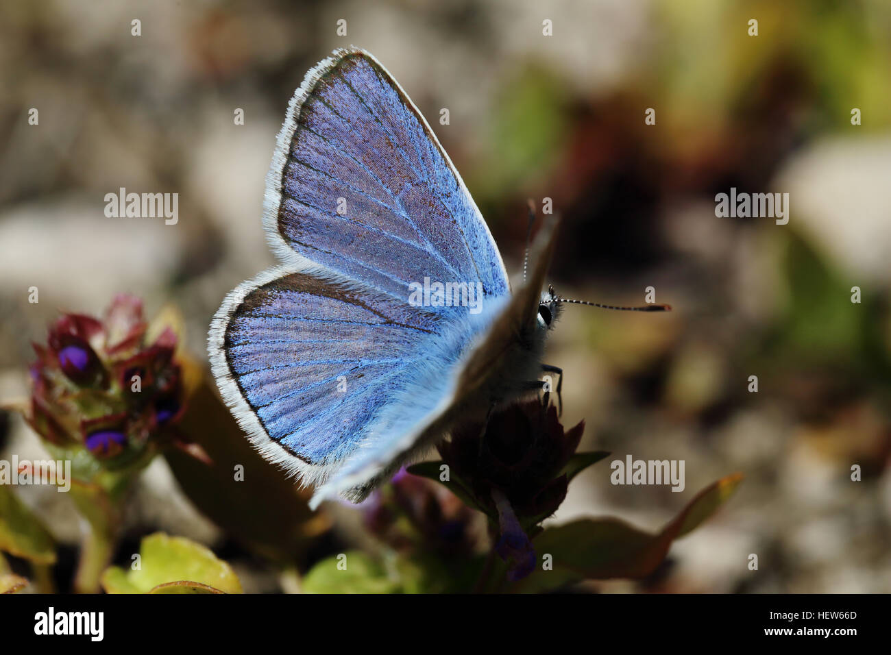 Turquoise blue butterfly hi-res stock photography and images - Alamy
