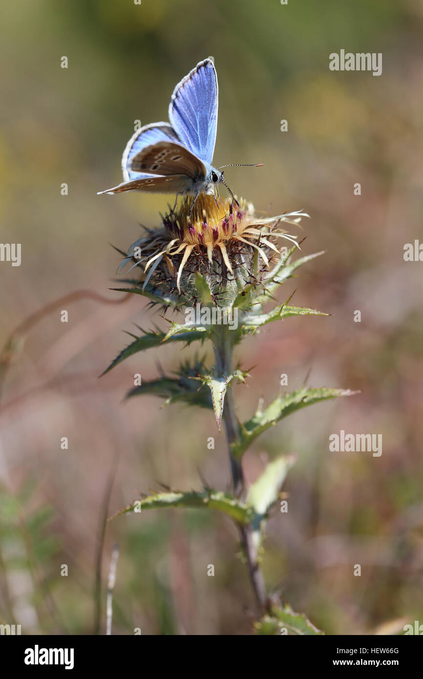 Turquoise Blue (Polyommatus dorylas) feeding. Photographed at Tofta ...