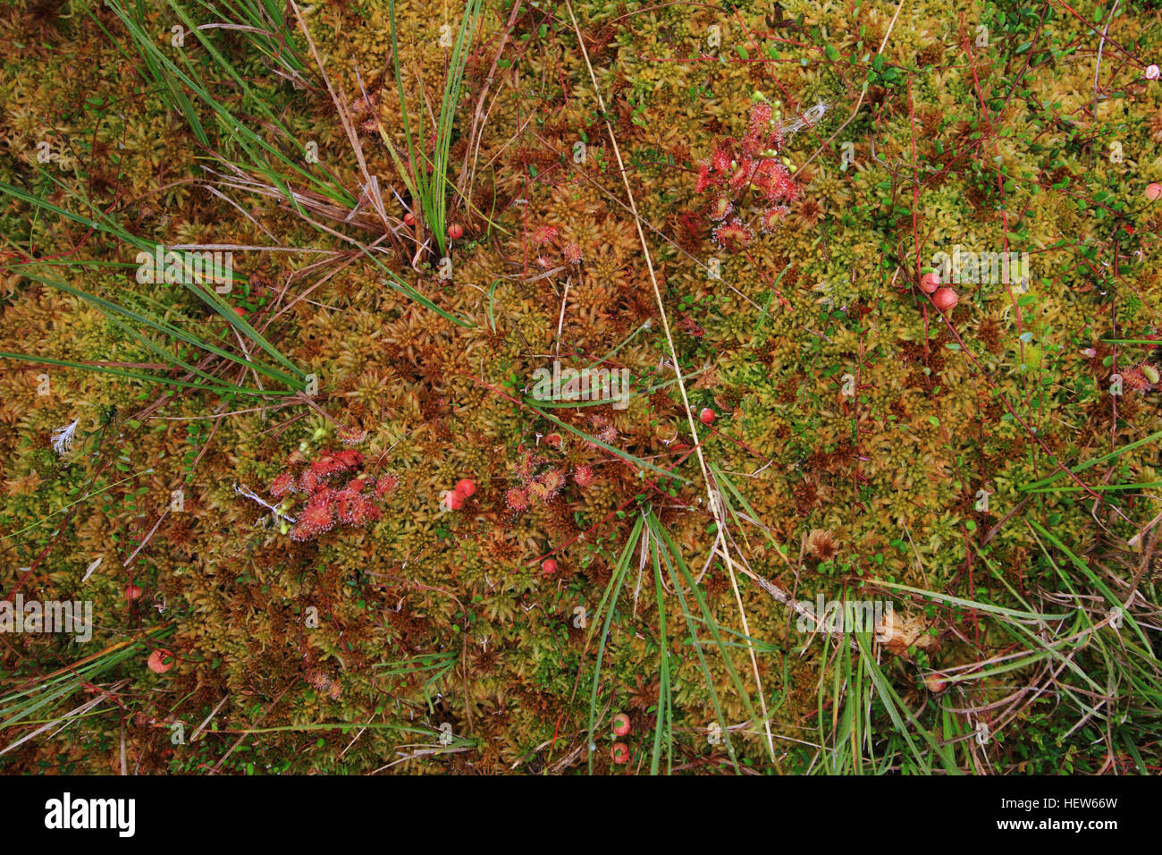 Detail from a bog with interesting plants Stock Photo - Alamy
