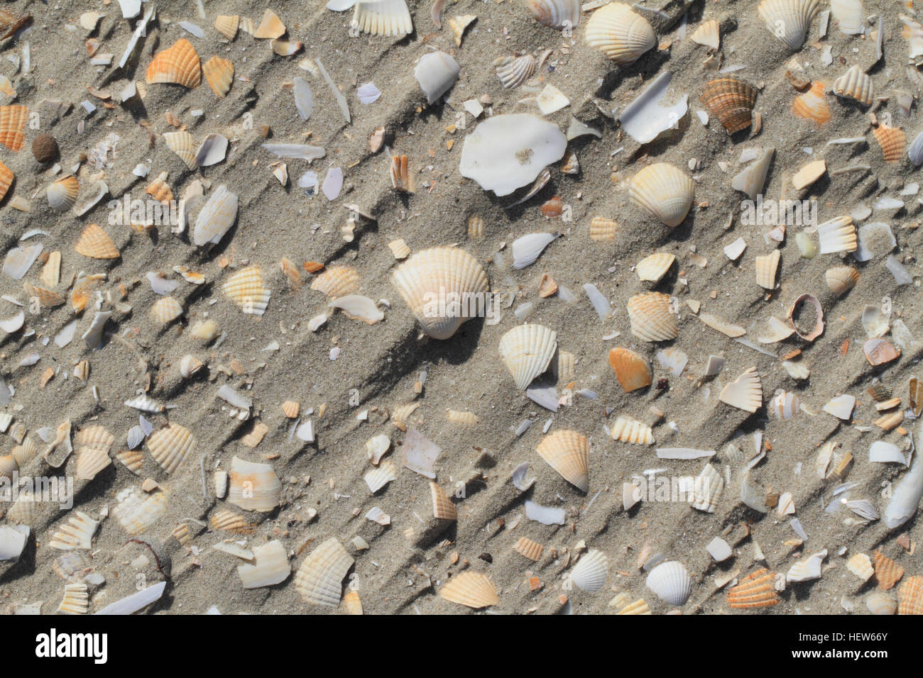 Broken sea shells (mainly Common Cockle Cerastoderma edule) in the sand ...