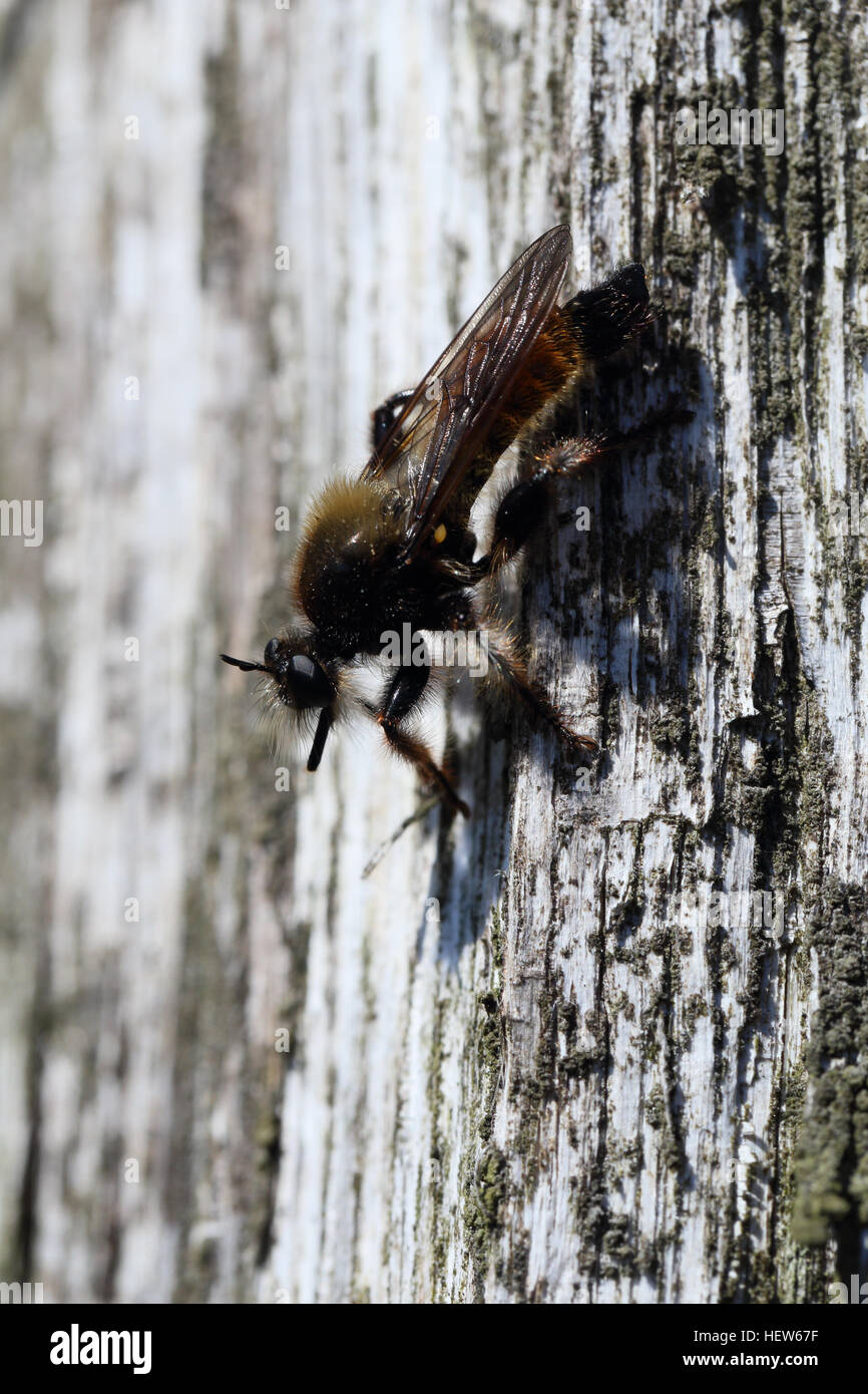 The robber fly species Laphria flava. Photographed in Gyttegård ...