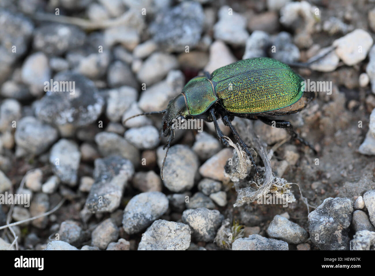 The very rare ground beetle species Callisthenes reticulatum (female ...