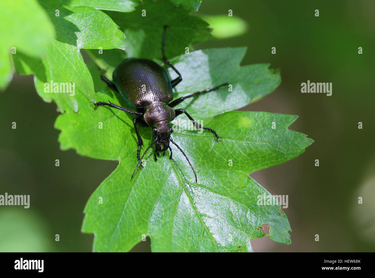 Lesser Searcher (Calosoma inquisitor) resting on a leaf in the ...