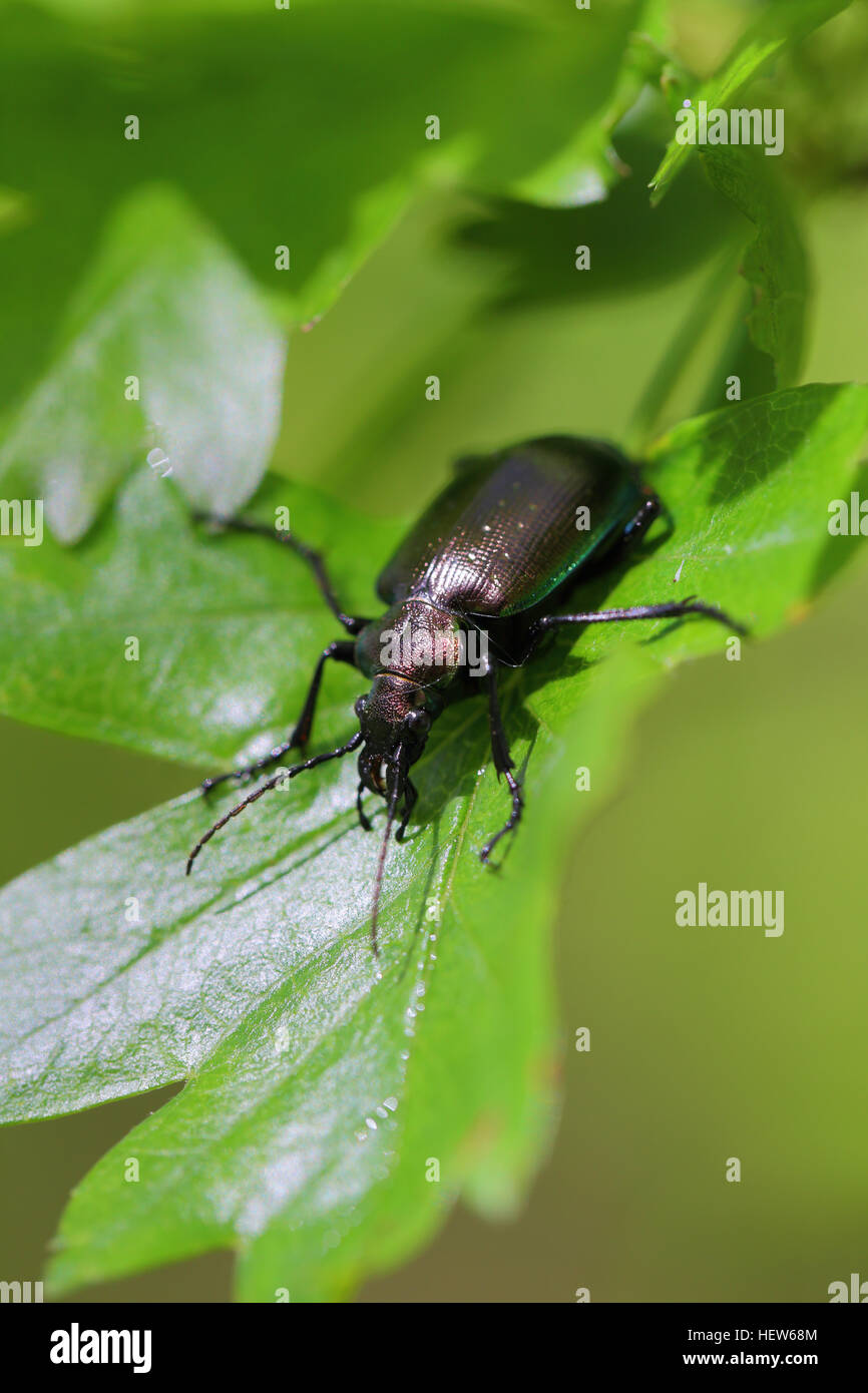 Lesser Searcher (Calosoma inquisitor) resting on a leaf in the ...