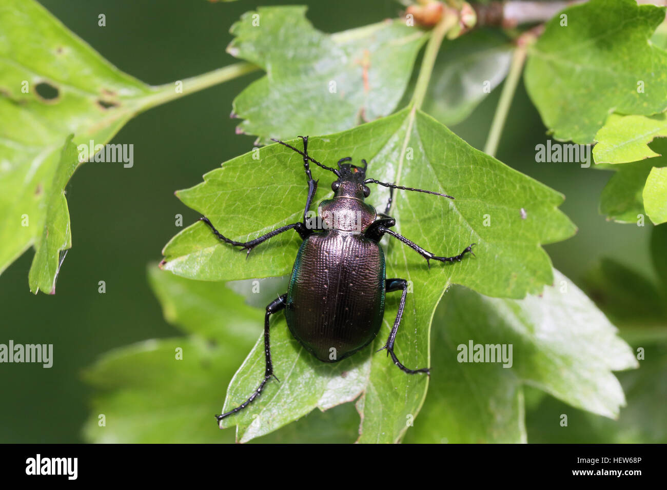 Lesser Searcher (Calosoma inquisitor) resting on a leaf in the ...